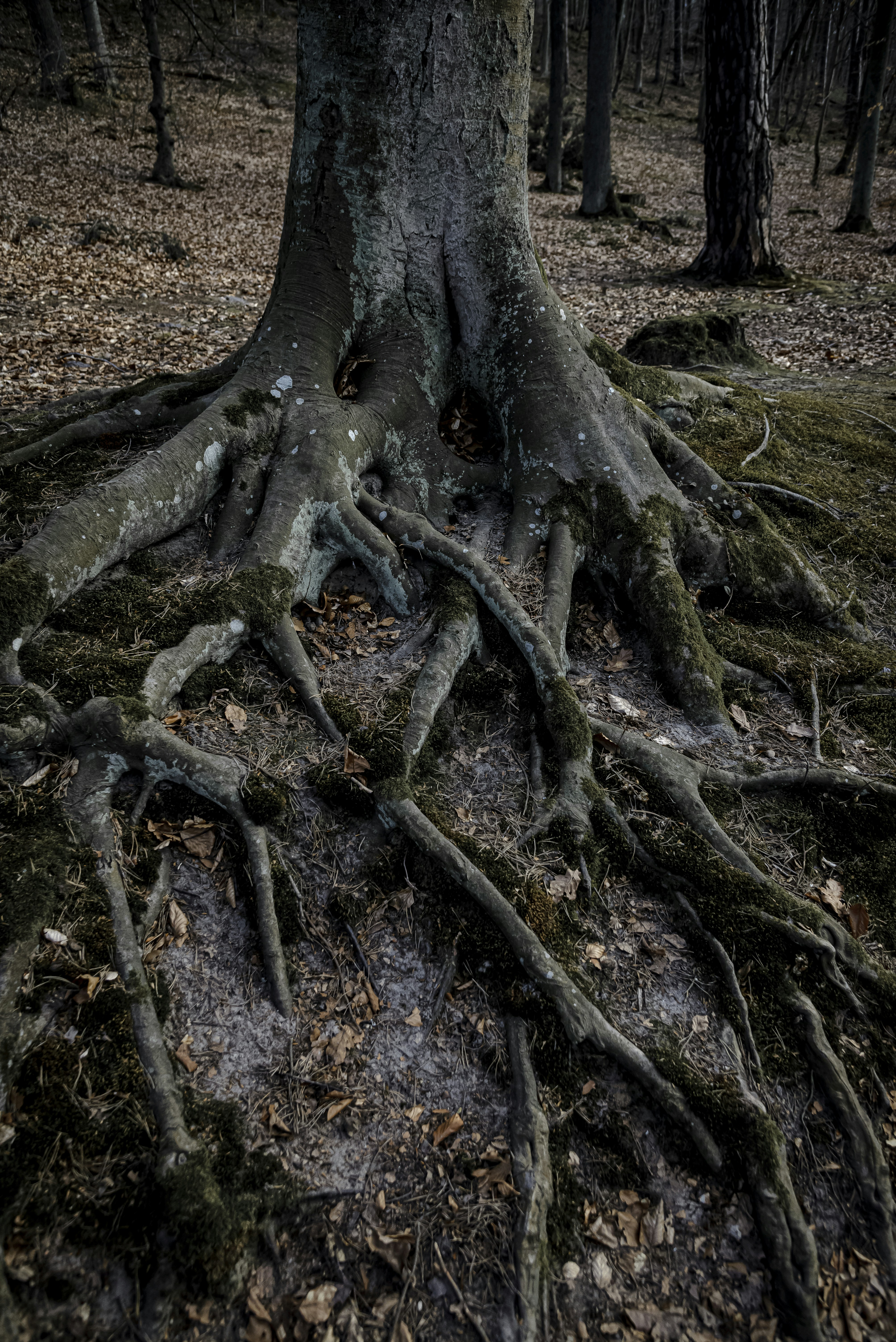 Rootwork: A Giant Tree embracing the forest floor