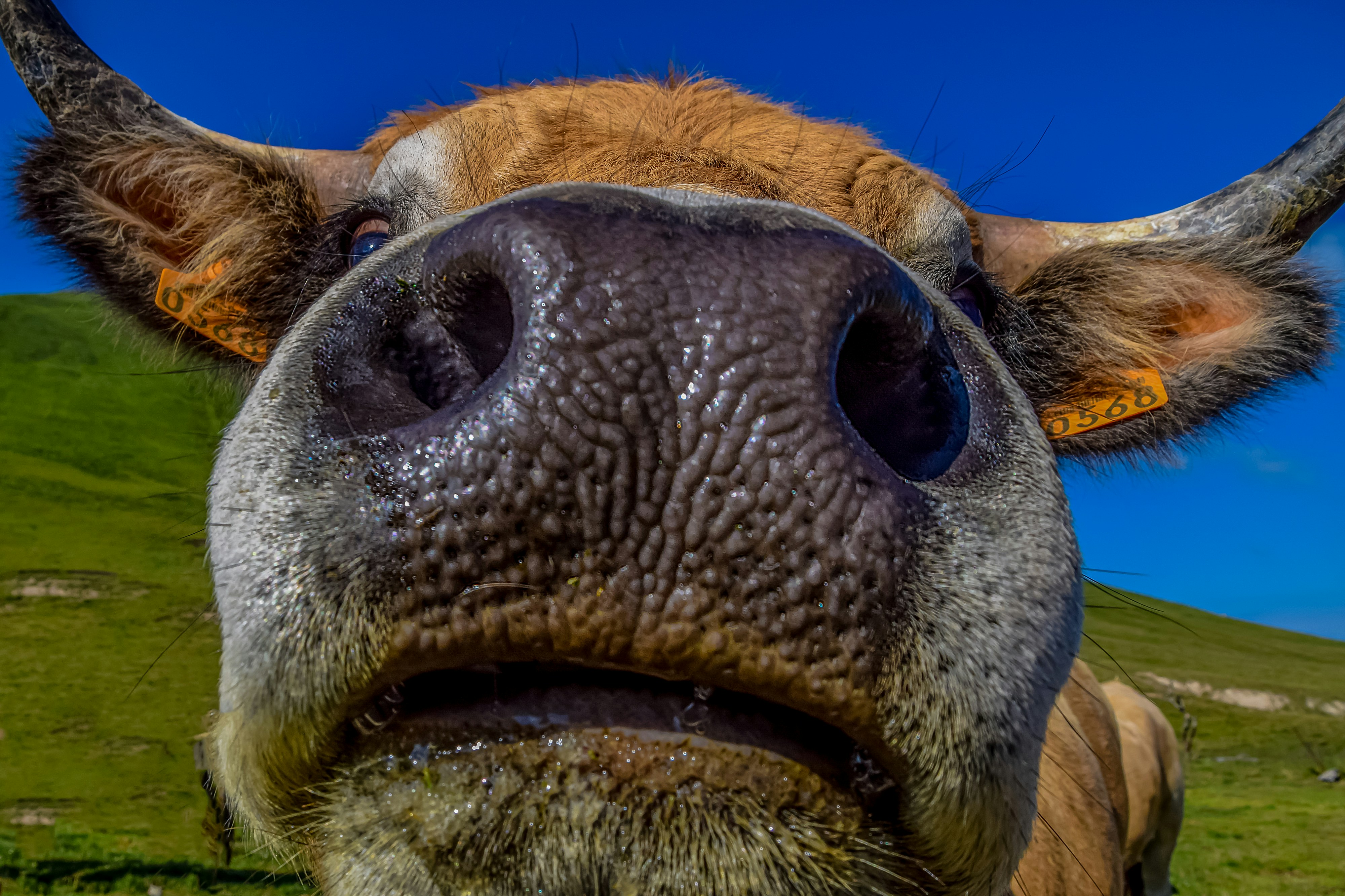 Close-Up Cow Nose: A Playful Perspective from Ground Level