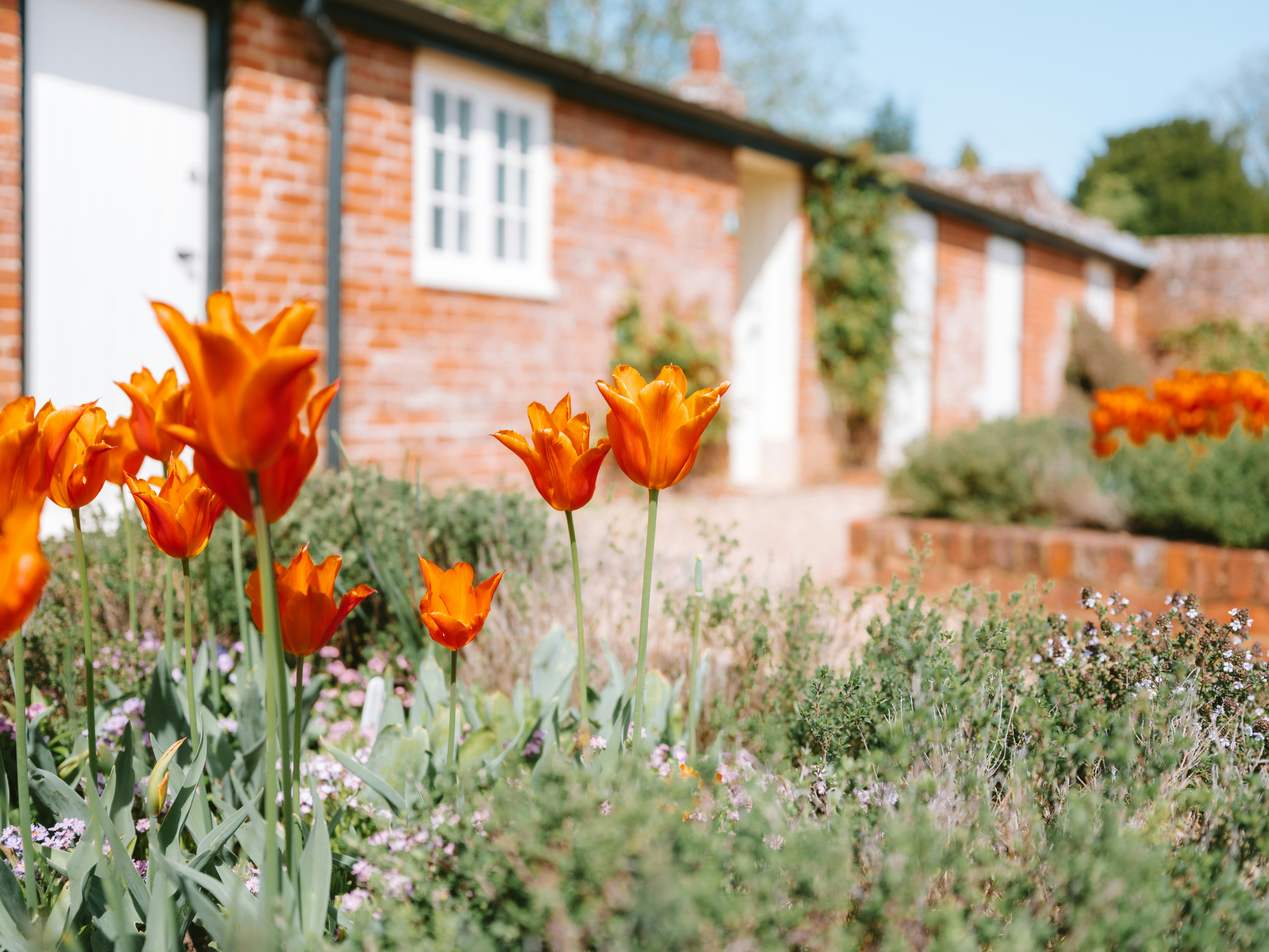 Orange Tulips in a Sunny Cottage Garden