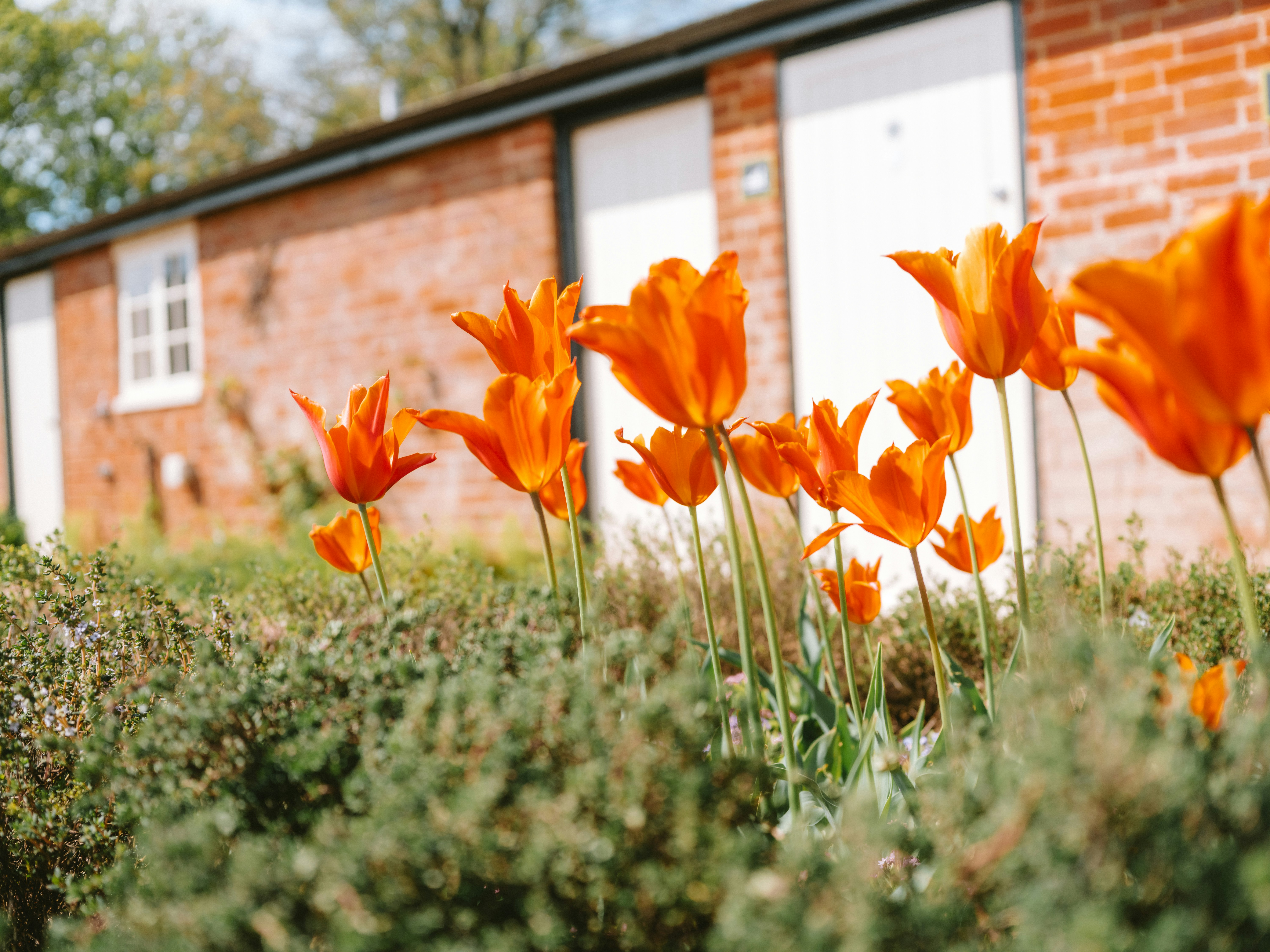 Basket of Orange Tulips Against a Brick House Backdrop