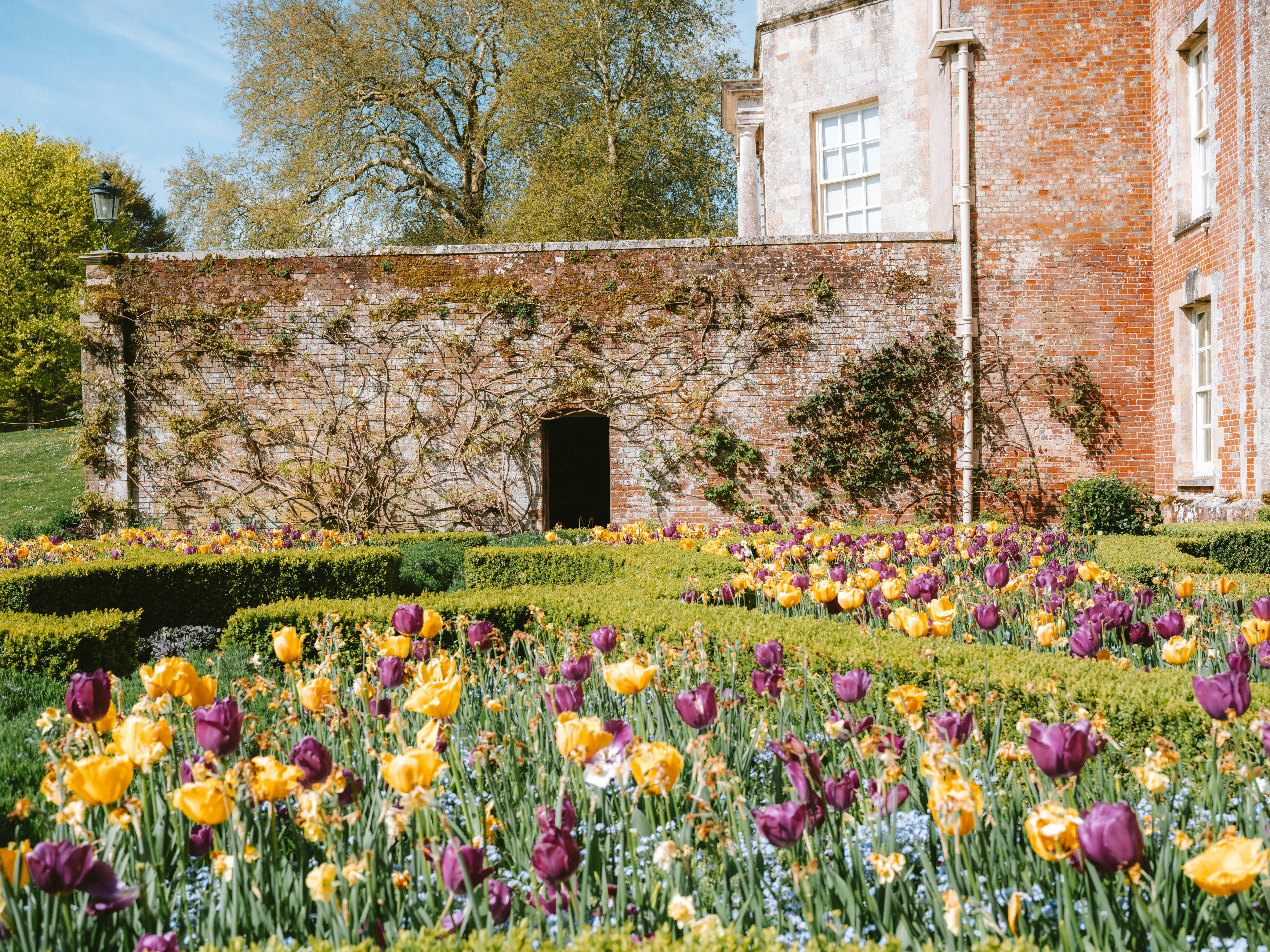 Tulips in a Historic Courtyard: A Garden Scene by the Brick Wall