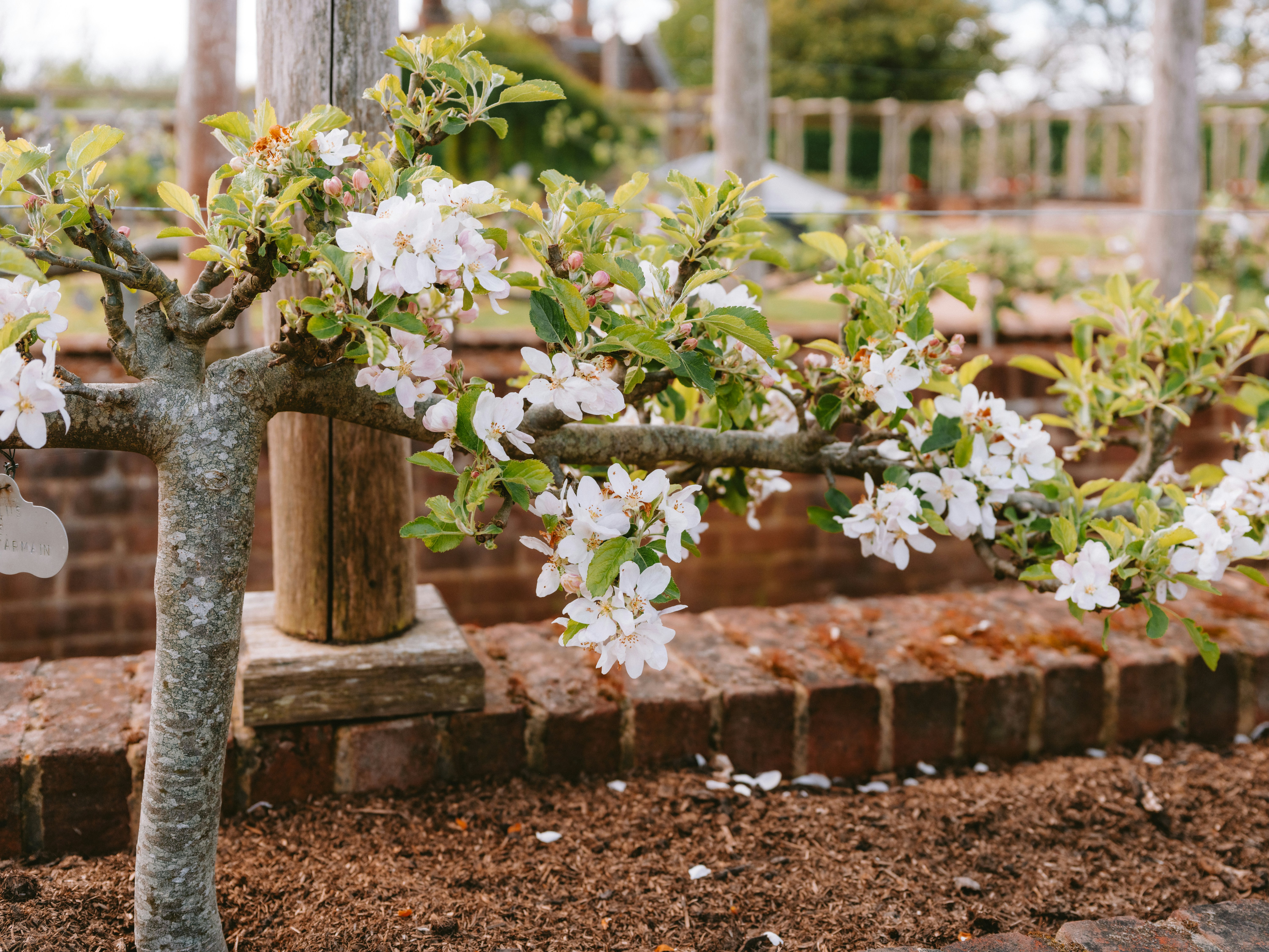 Blossoming Orchard with Structured Brickwork