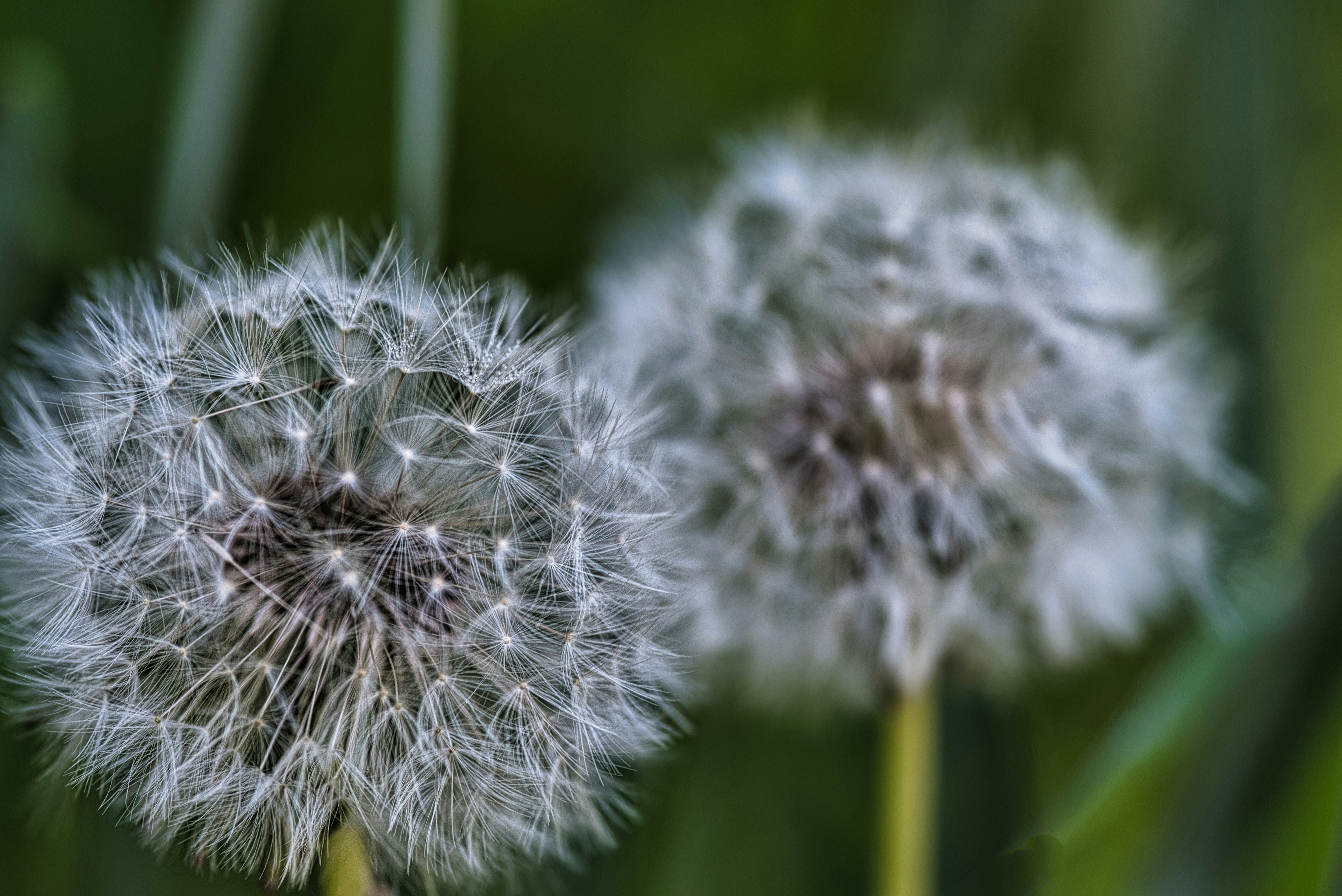 Whispering Seeds: Two Dandelions on a Quiet Lane