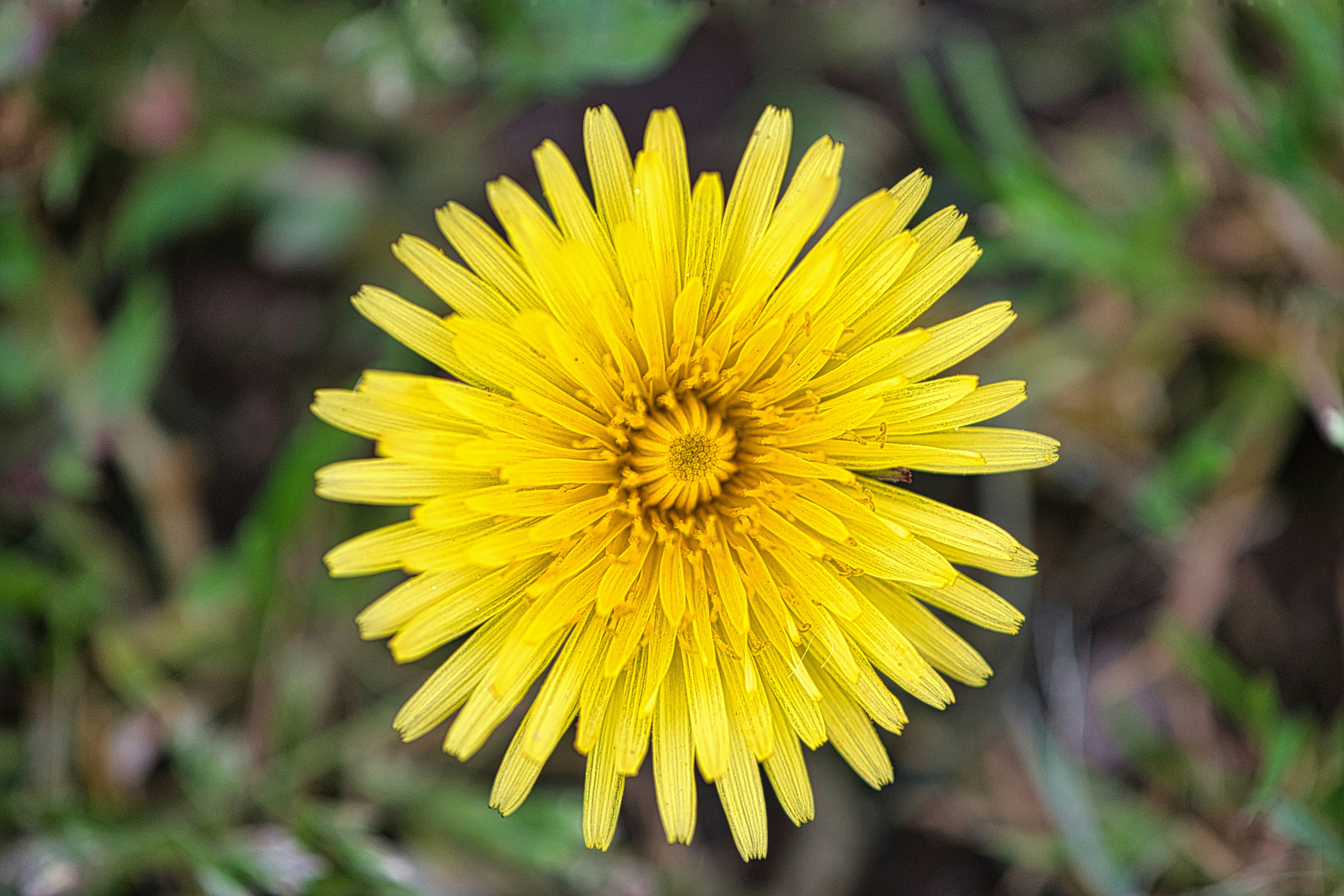 Golden Helix: A Solitary Daisy-Bloom Centered in Spring Verdure