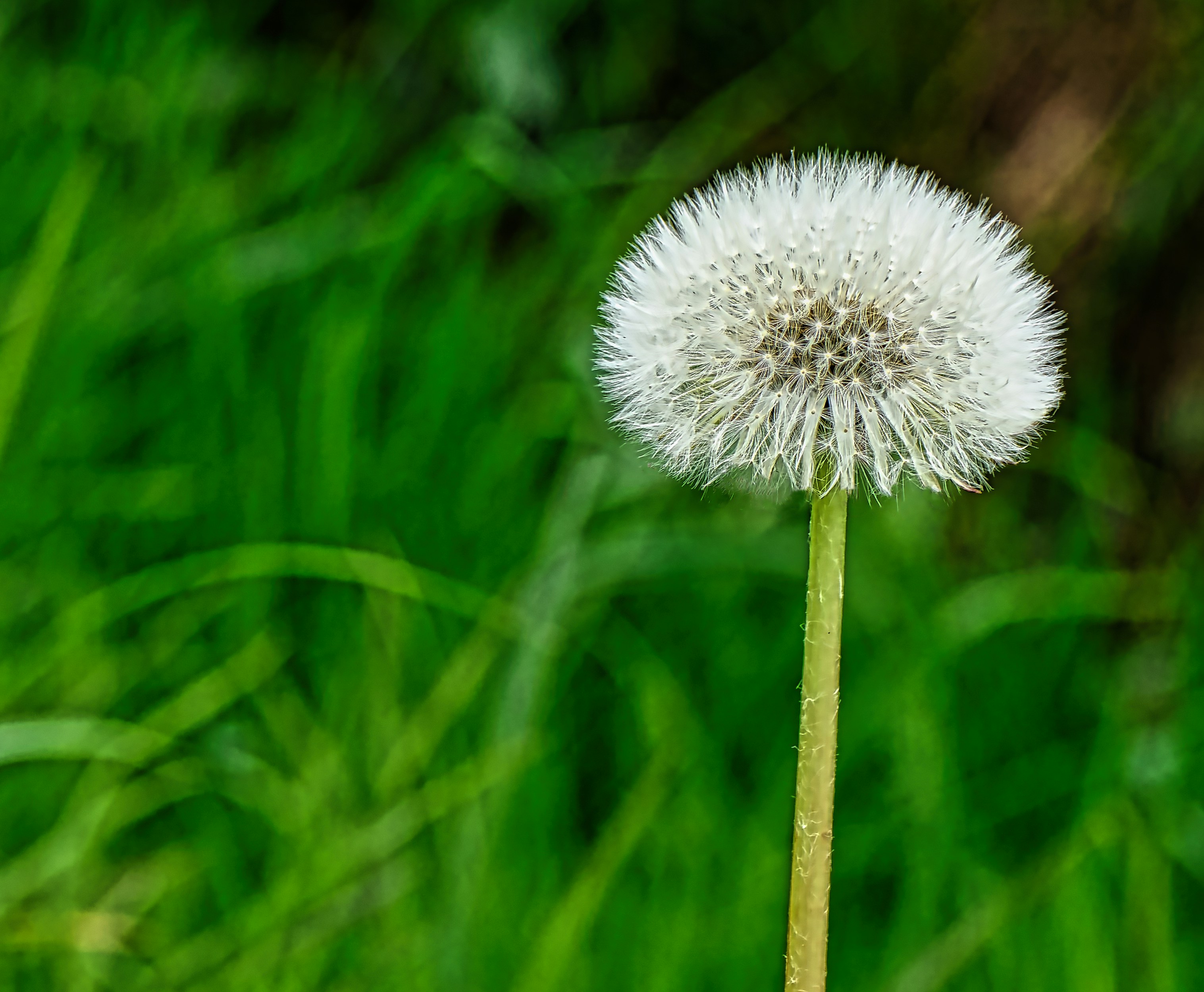  solitary dandelion clock standing tall in a sea of emerald
