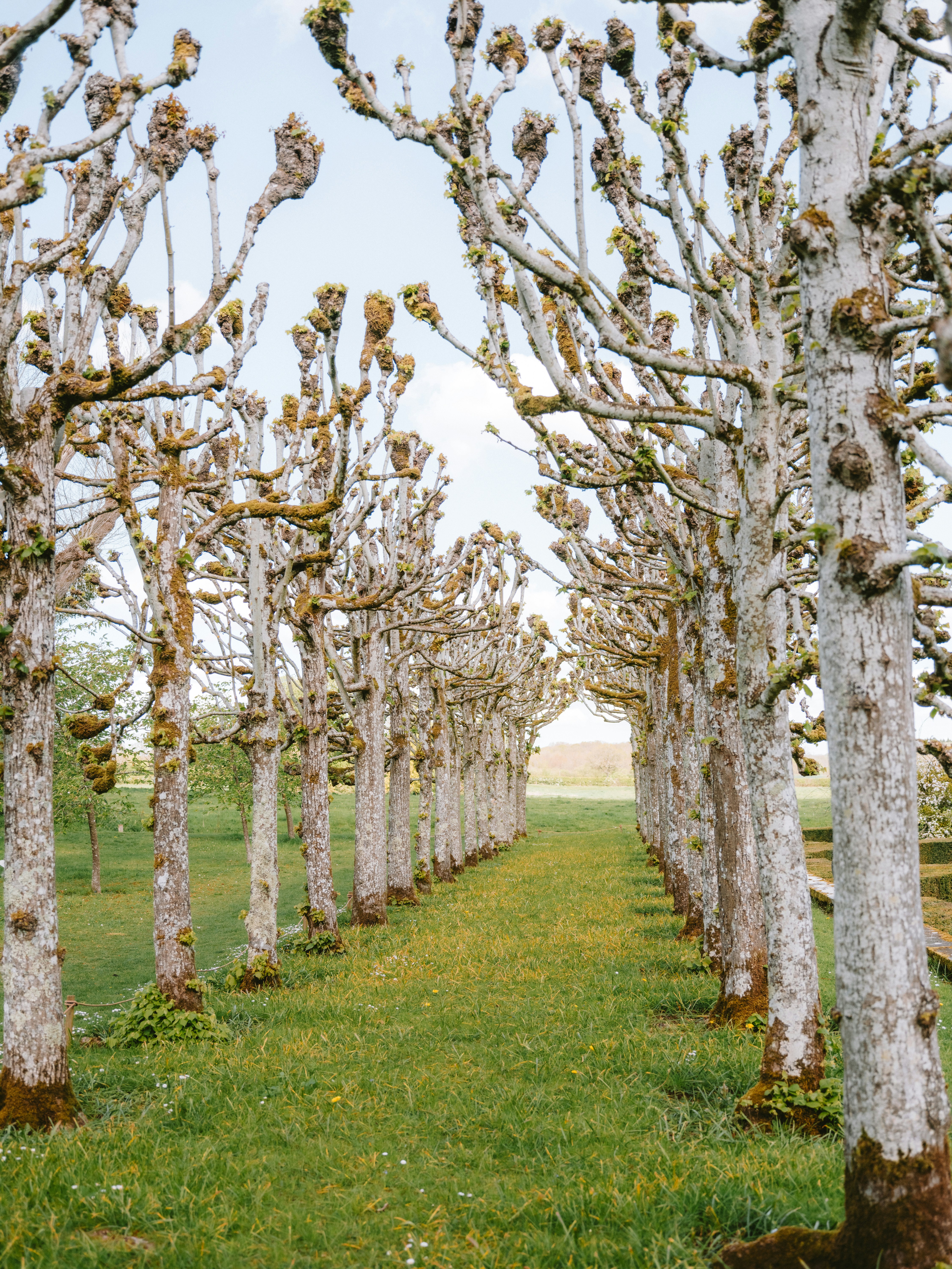 Alley of Pruned Sentinels: A Path Through Velvet Trees