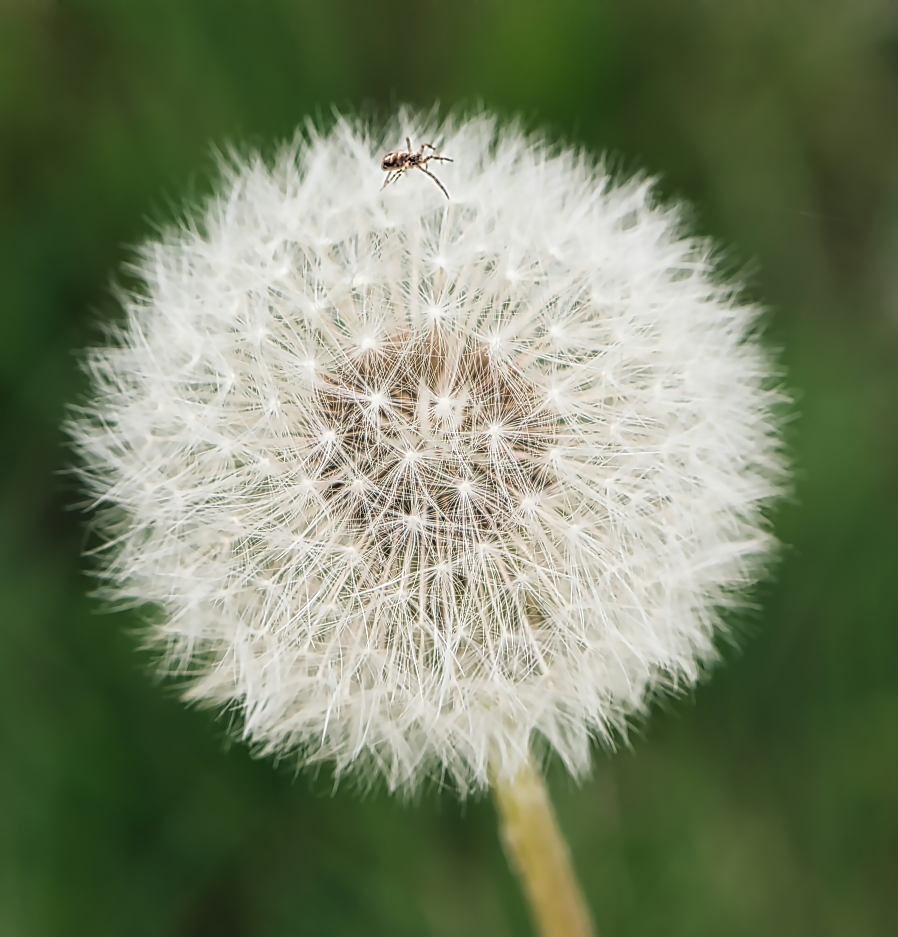 Whispering Seed: A Dandelion's Quiet Spotlight