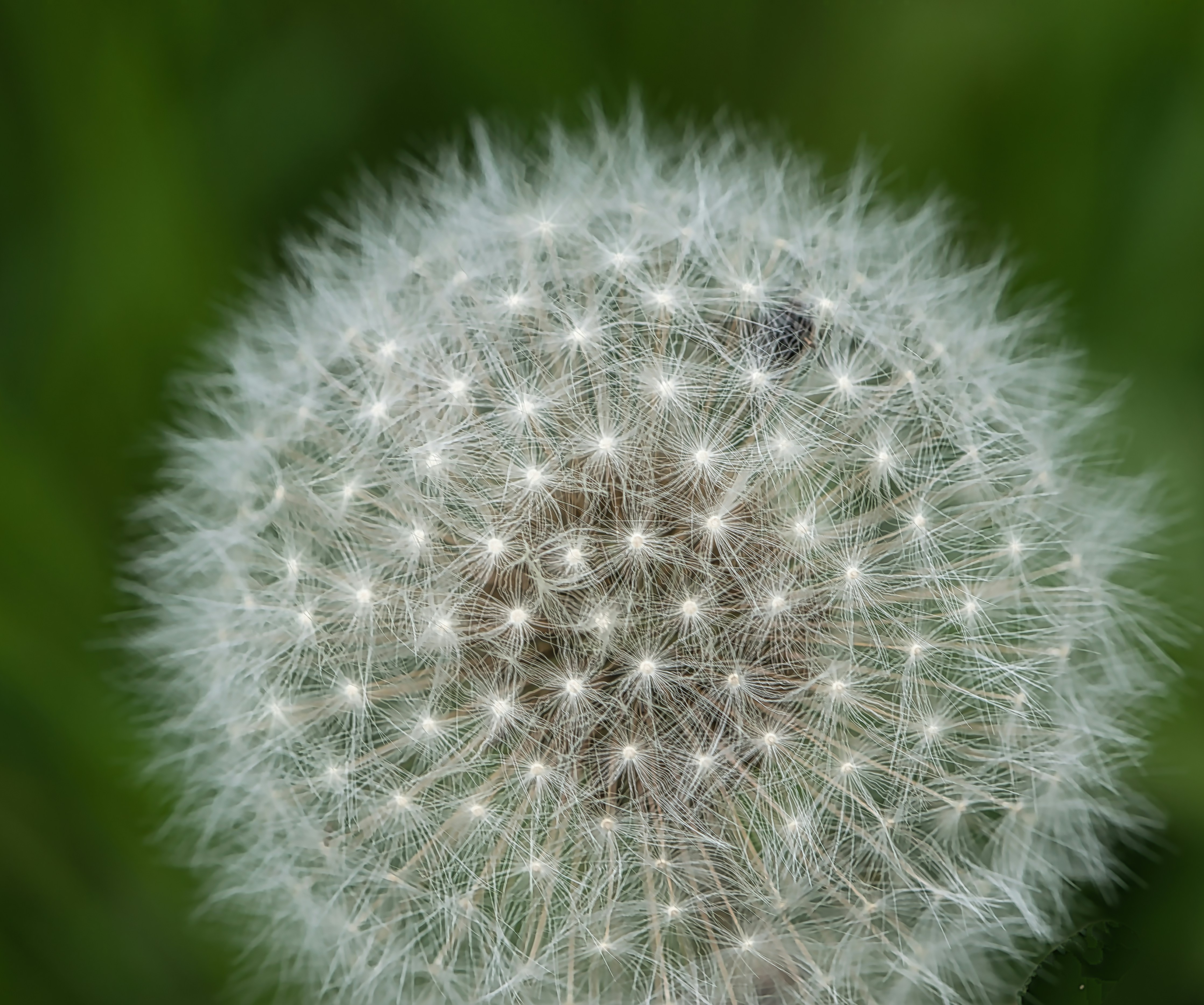 Dandelion Crown: a close-up of a seed-head against soft green