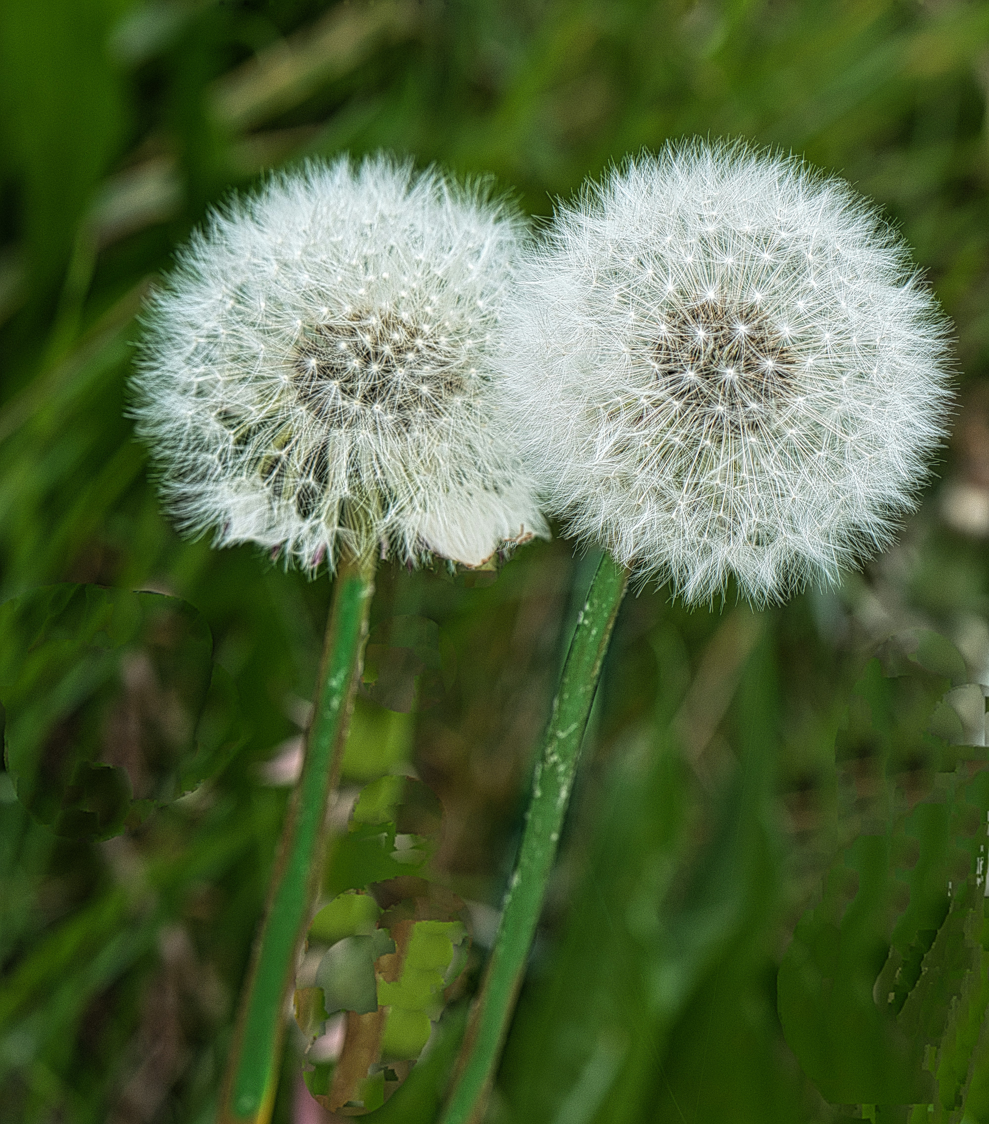 Two Dandelion Clocks: Fragile Wake of Seeds Against a Green Blur