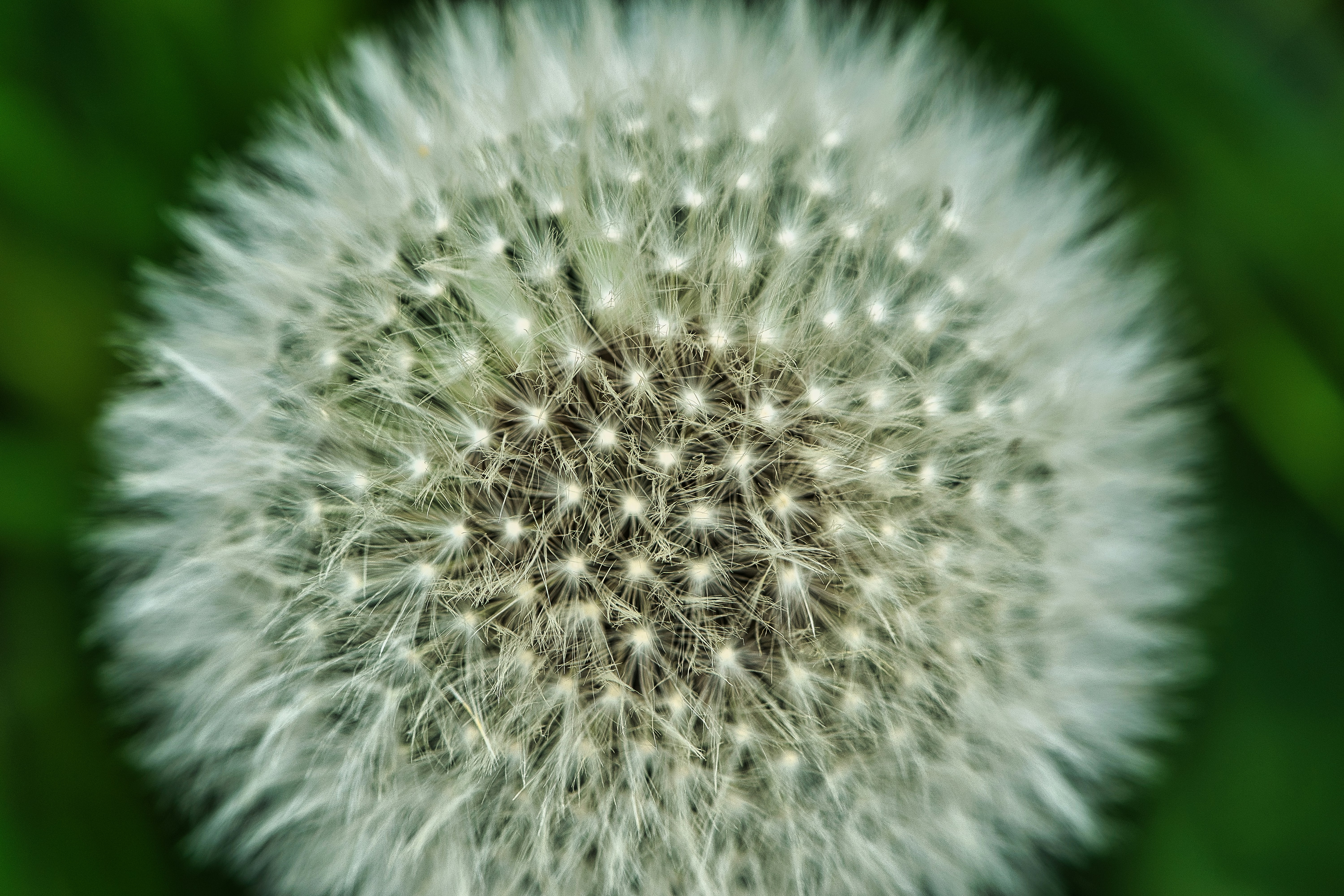 Macro Halo: a close-up of a dandelion seed head in soft focus greens