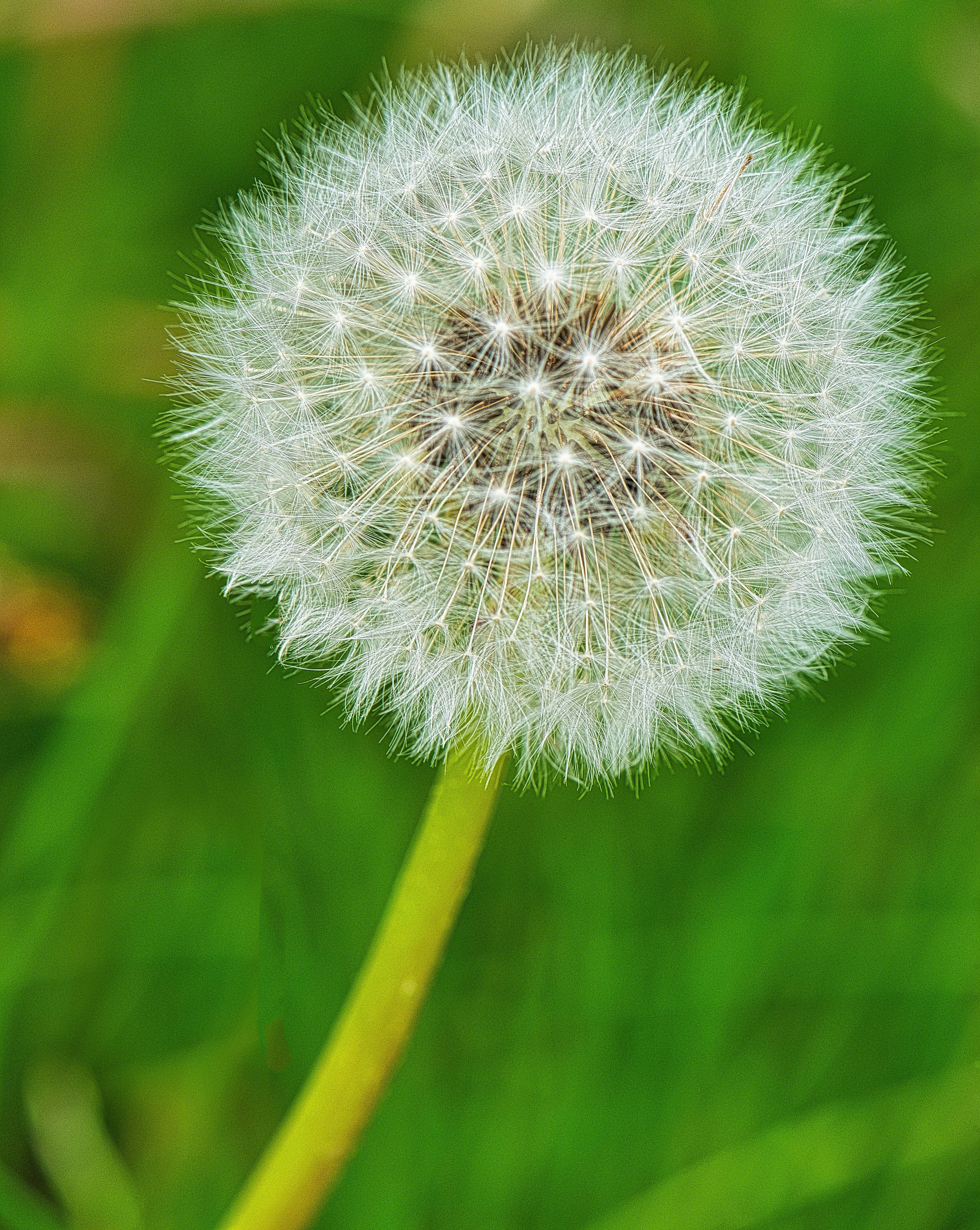 Whispers of Spring: A Dandelion Clock in Focus