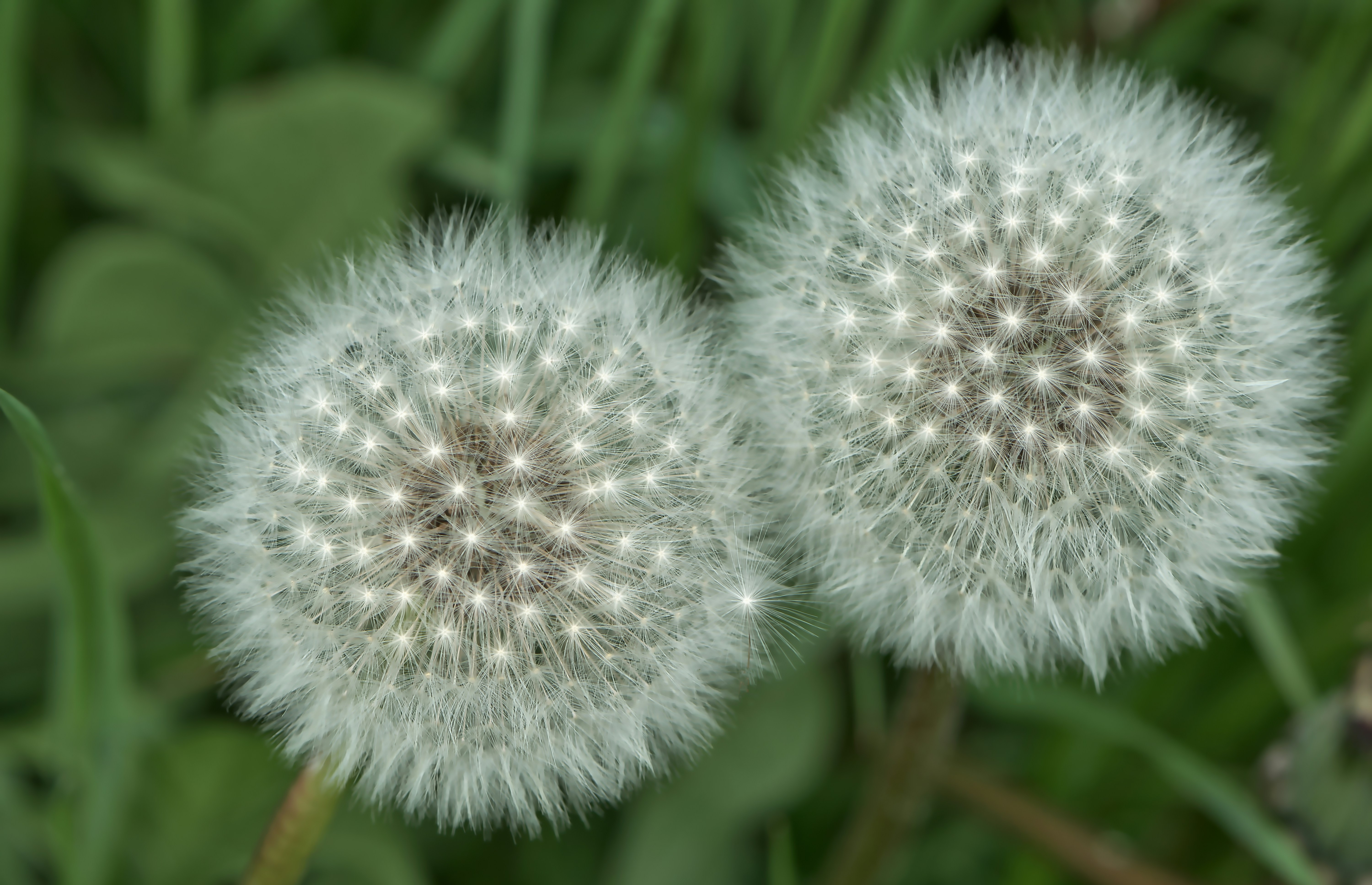Twin Seed Heads in Soft Focus Morning Light