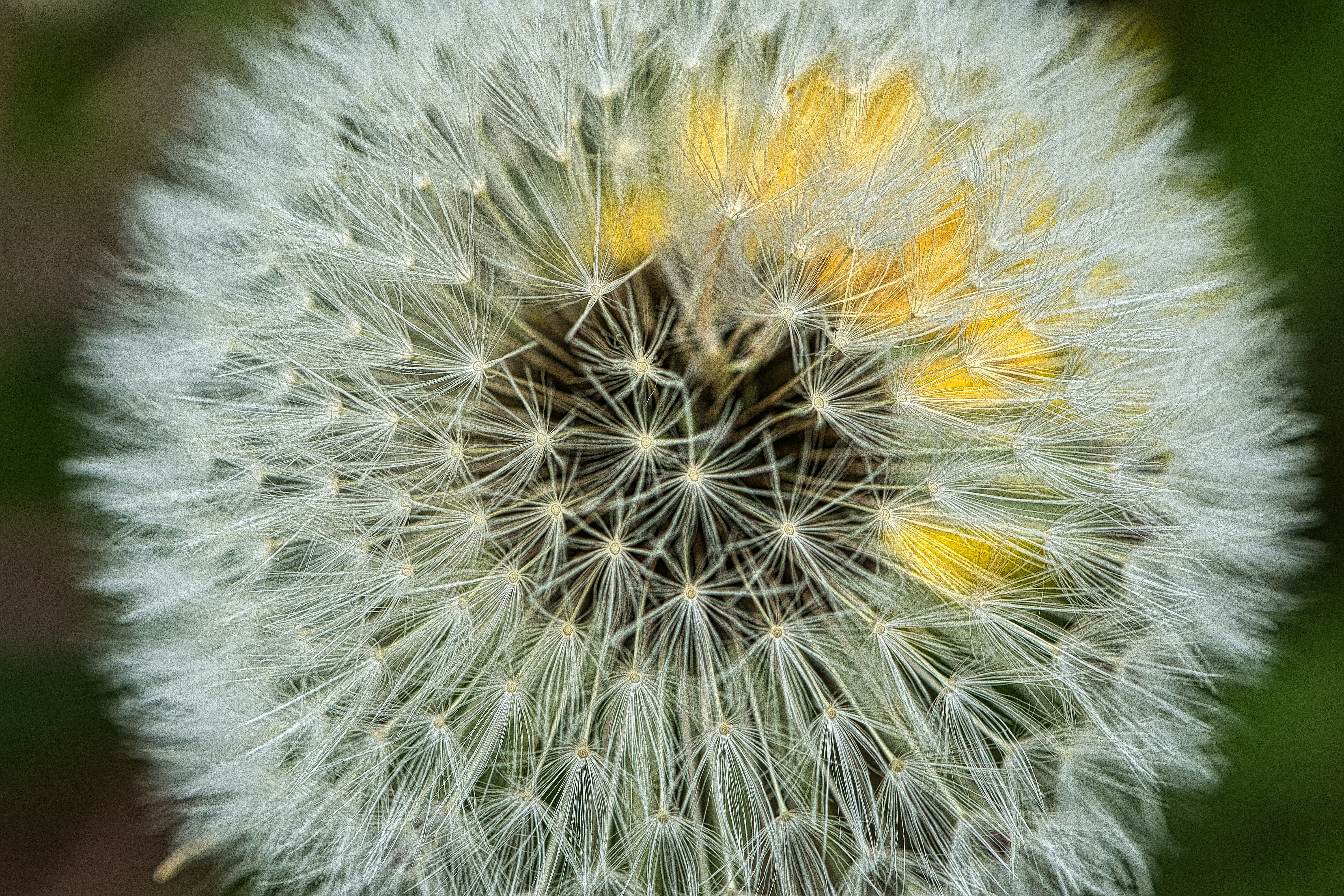 Center Star: The Delicate Geometry of a Dandelion Bloom