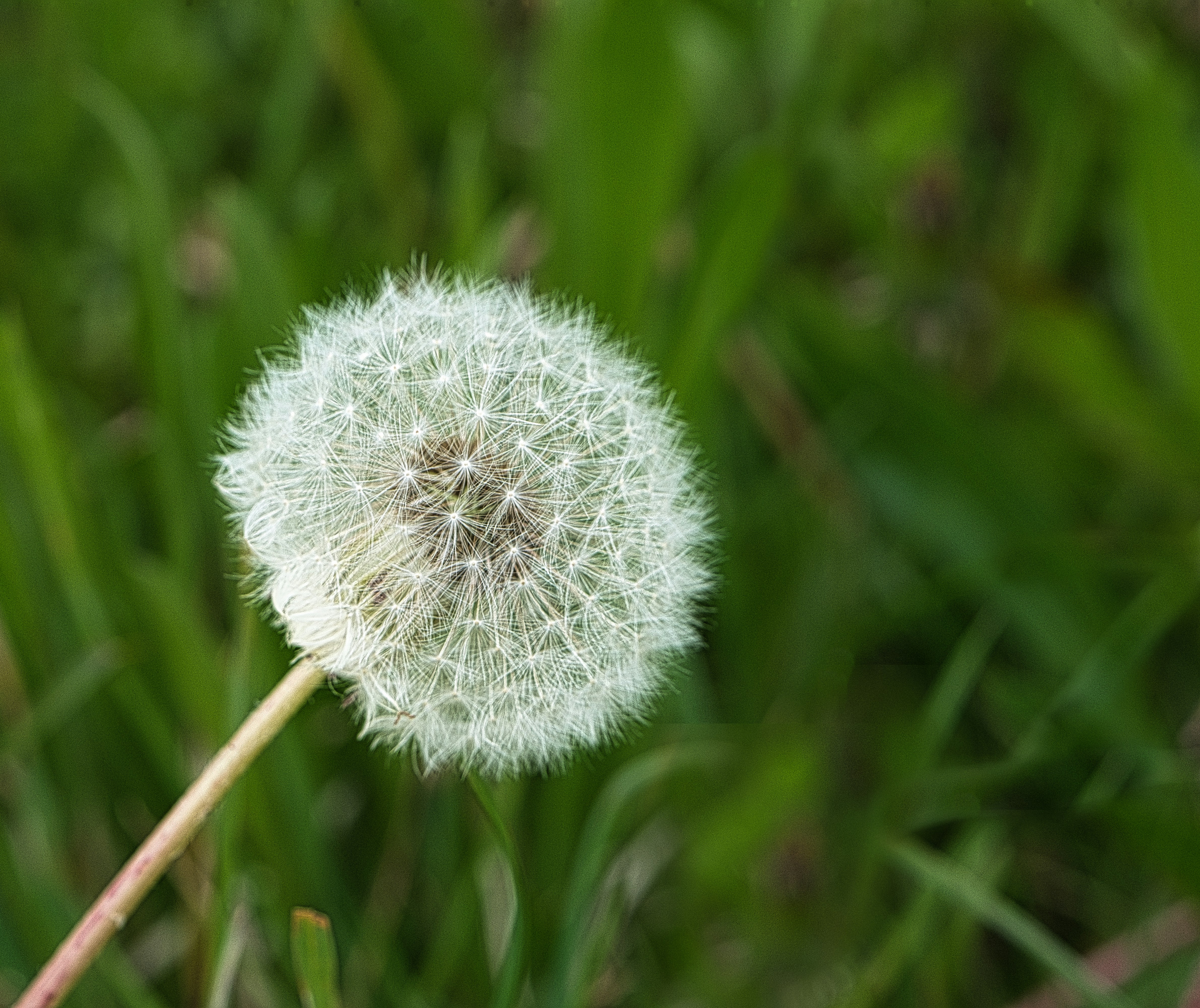 Close-Up Dandelion Sphere in Soft Meadow Greens