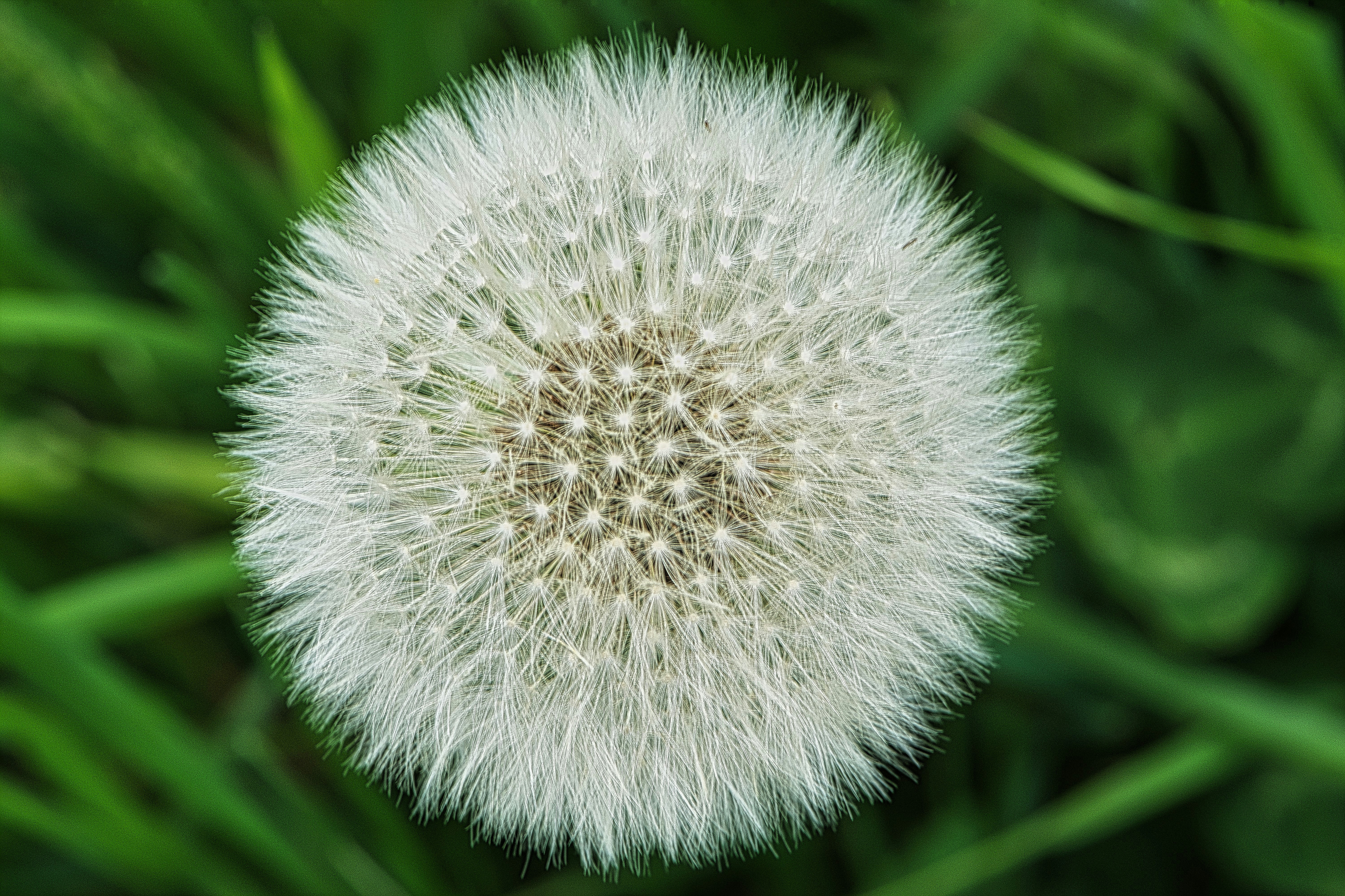 Center of Quiet Whirl: a Dandelion Gale