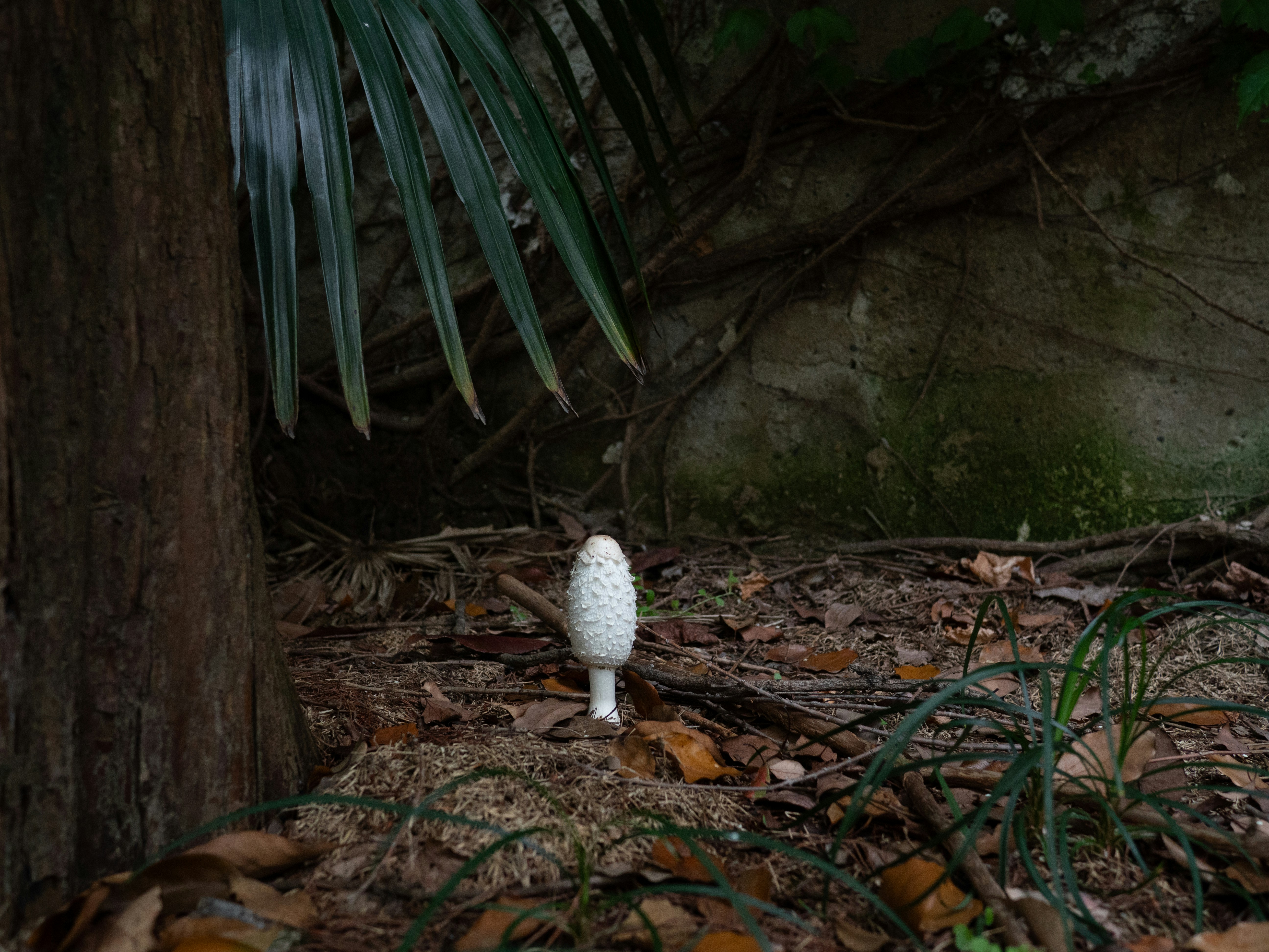 White Mushroom Beacon in Shadowed Forest Floor