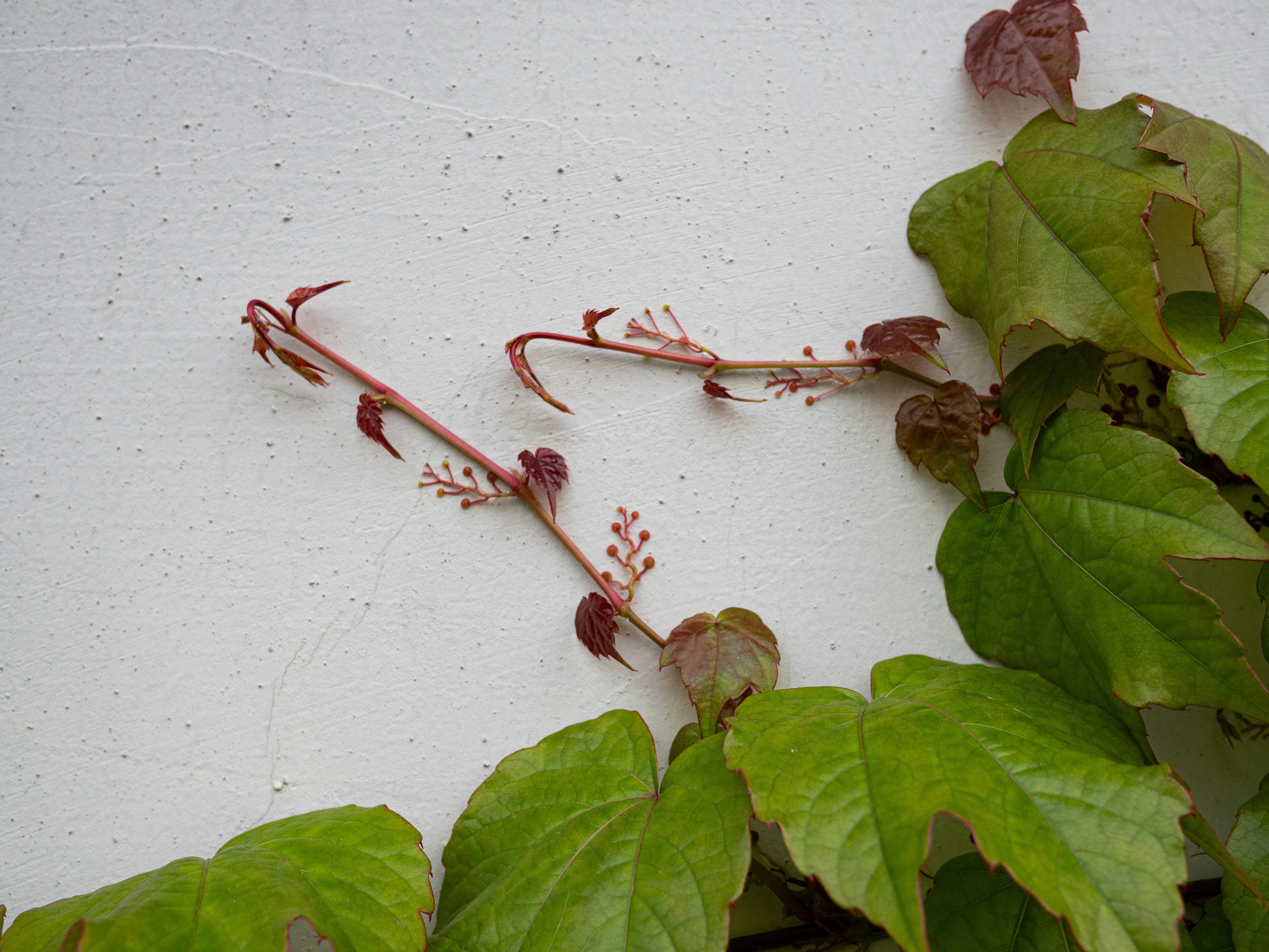 Vines Climbing a Pale Wall: Green Leaves in Quiet Urban Light
