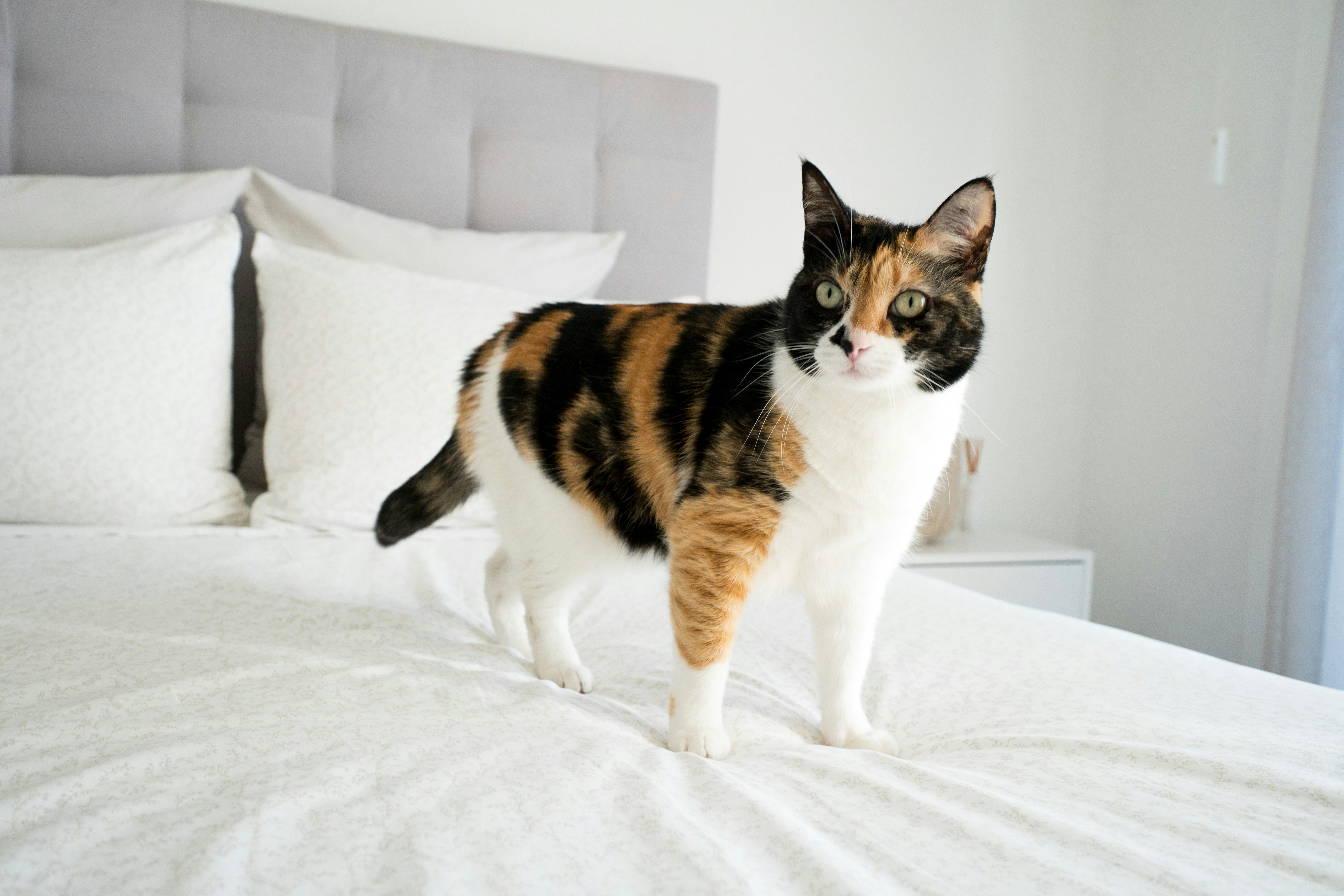 Calico Cat Perched on the Center Bed Ridge