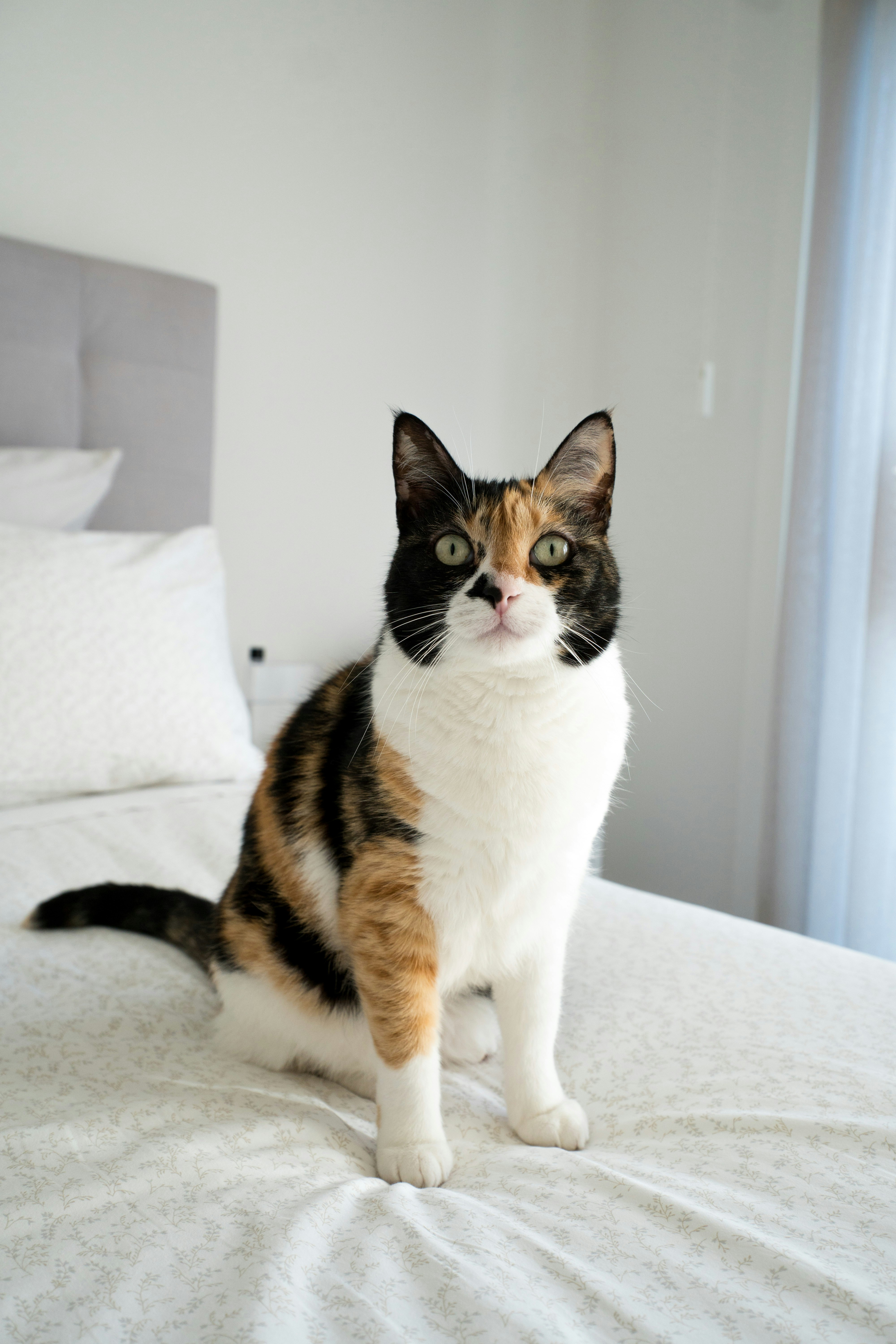 Calico King on a Moonlit Bed