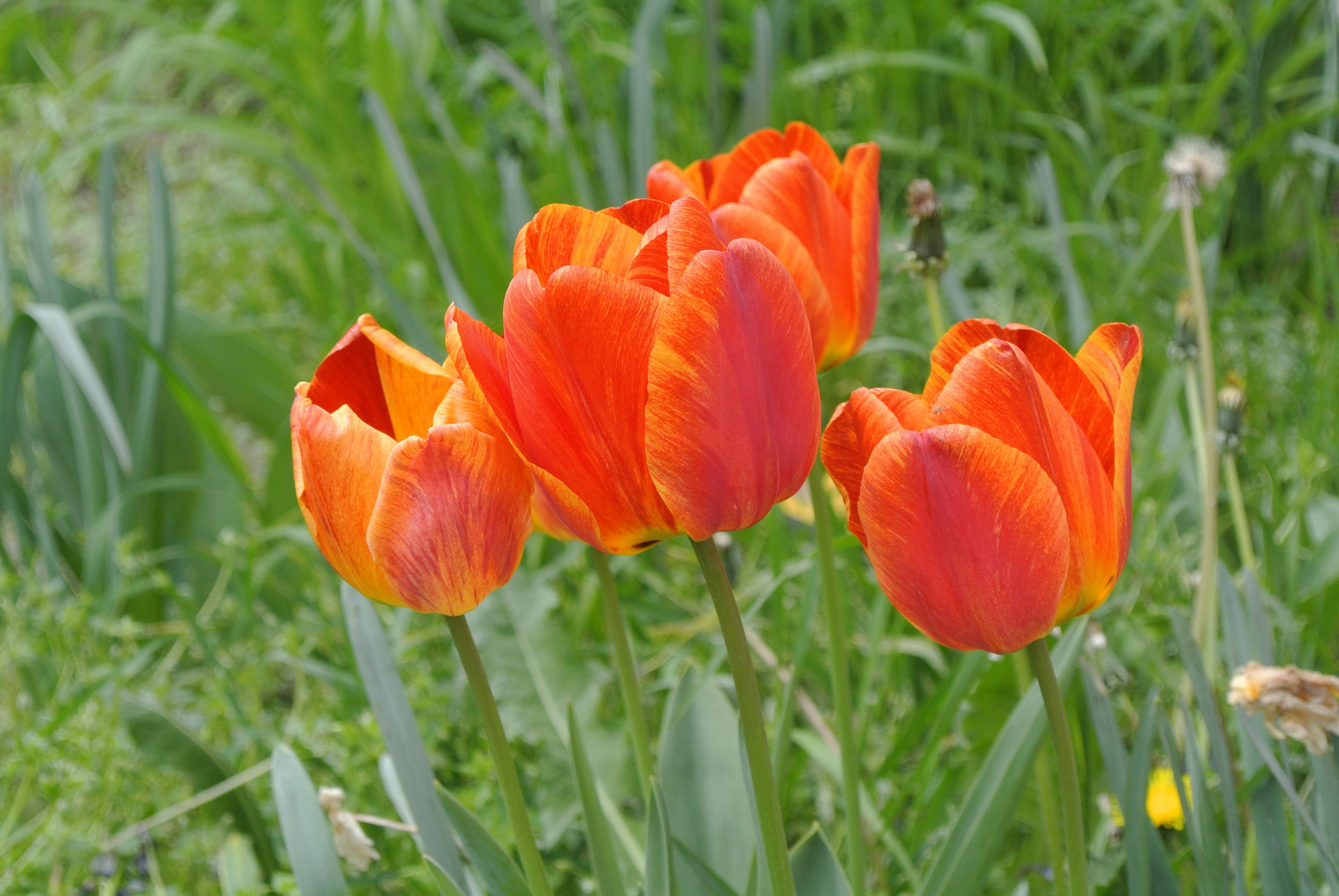Tulip Parade: A cluster of fiery petals in a sunlit meadow