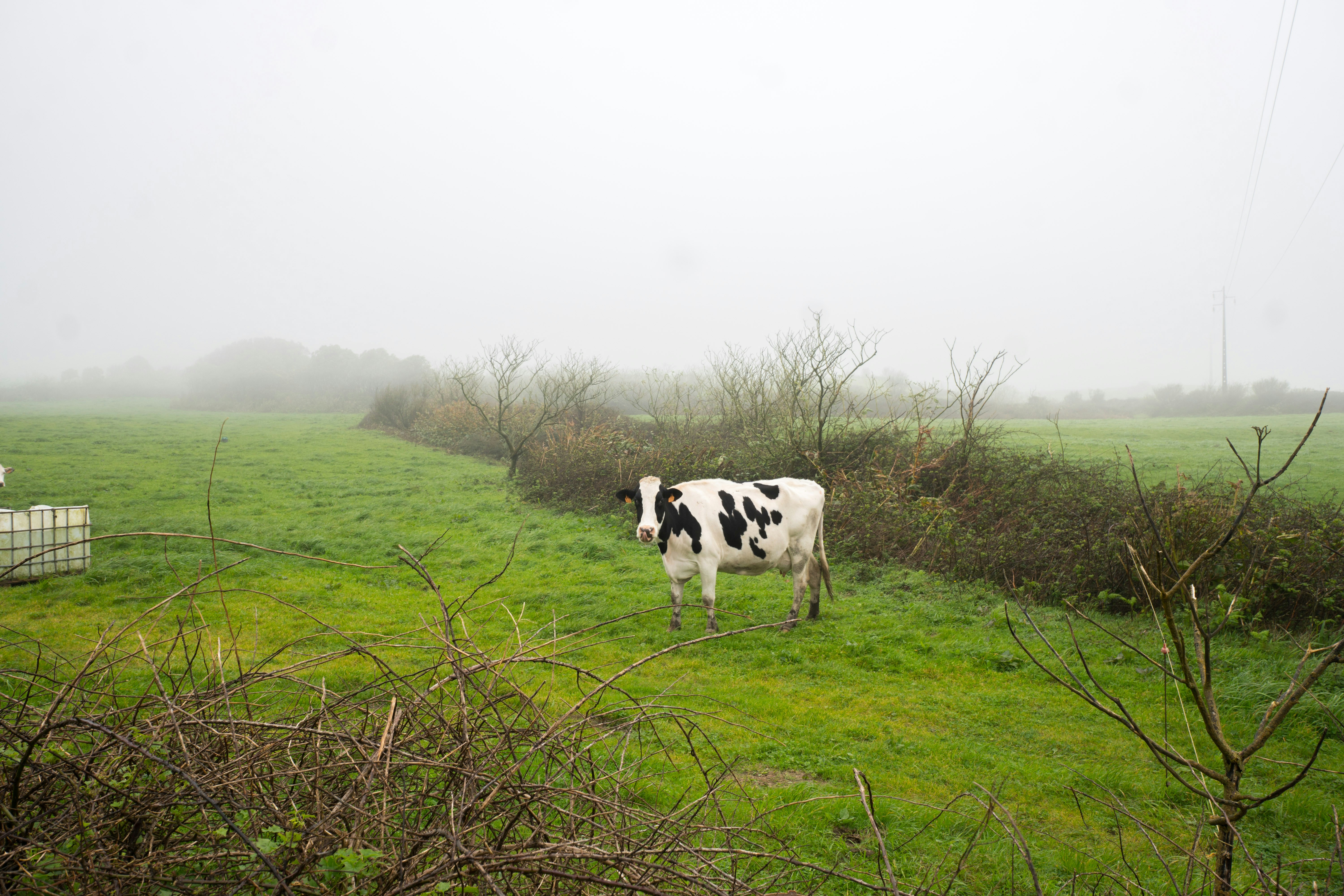 Misty Farm: A Black-and-White Cow in a Quiet Field
