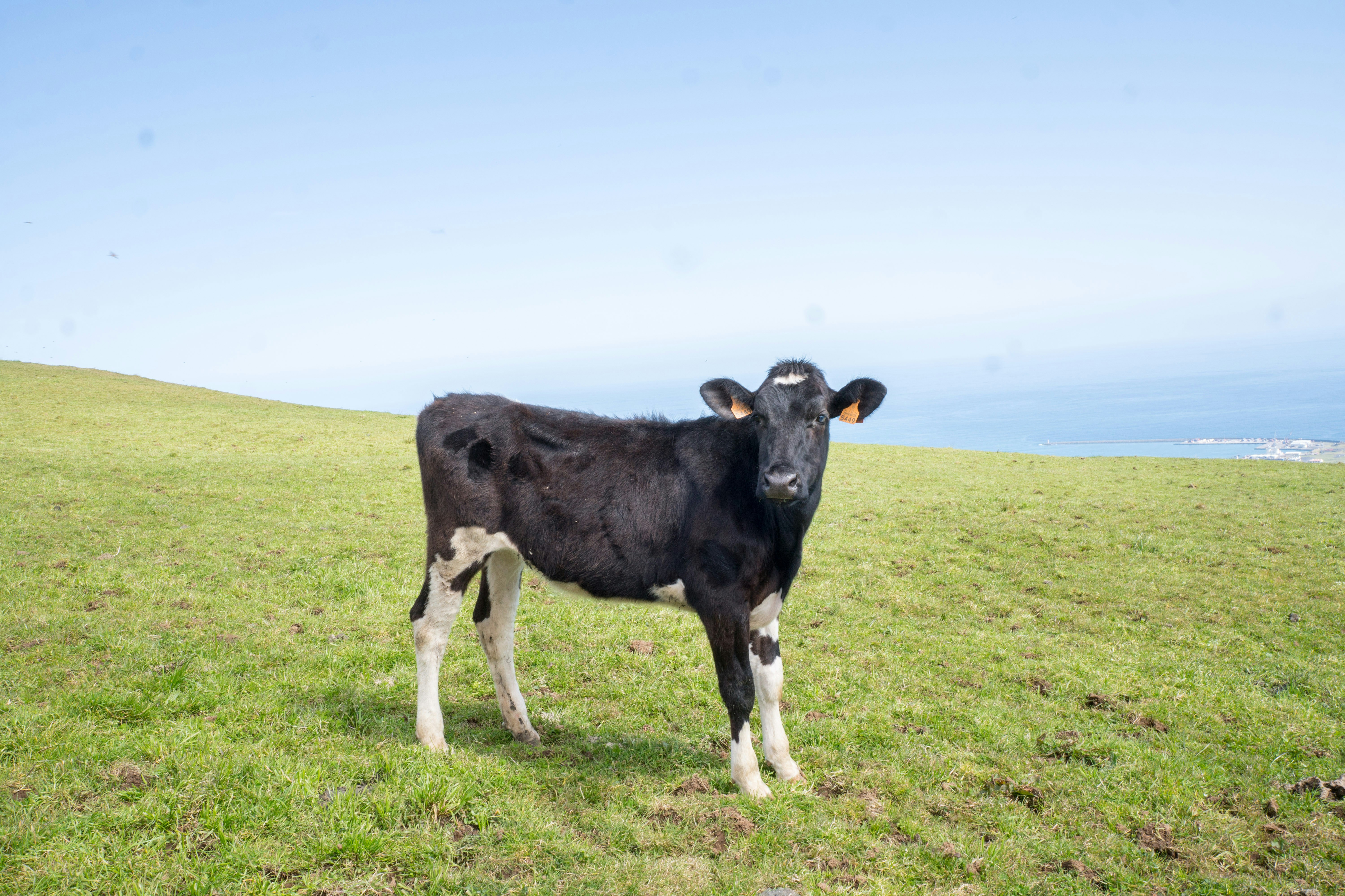 Pasture Sentinel: A lone calf on a windswept coastal hillside