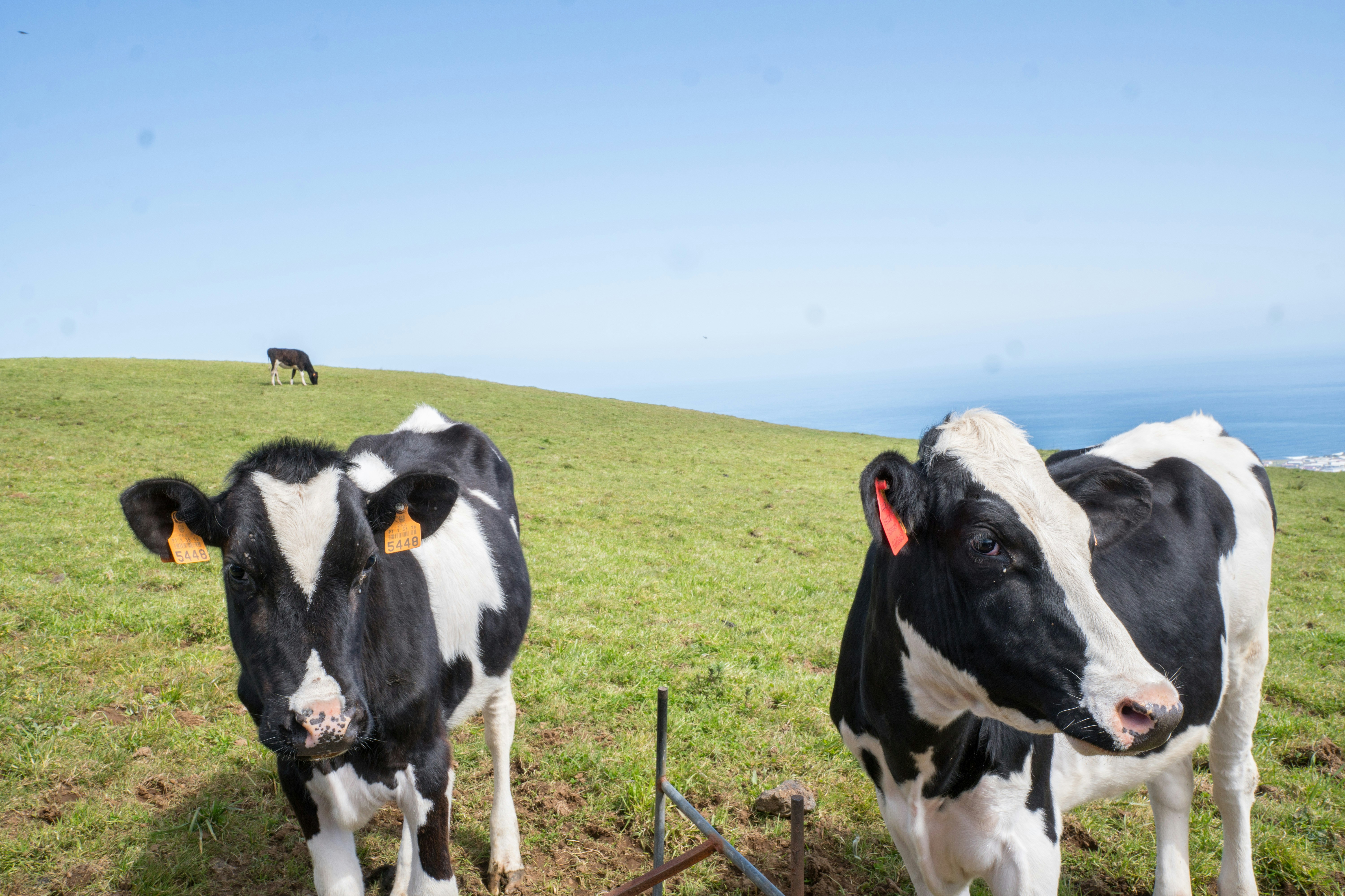 Pasture Portrait: Two Holstein Guardians at the Cliff’s Edge