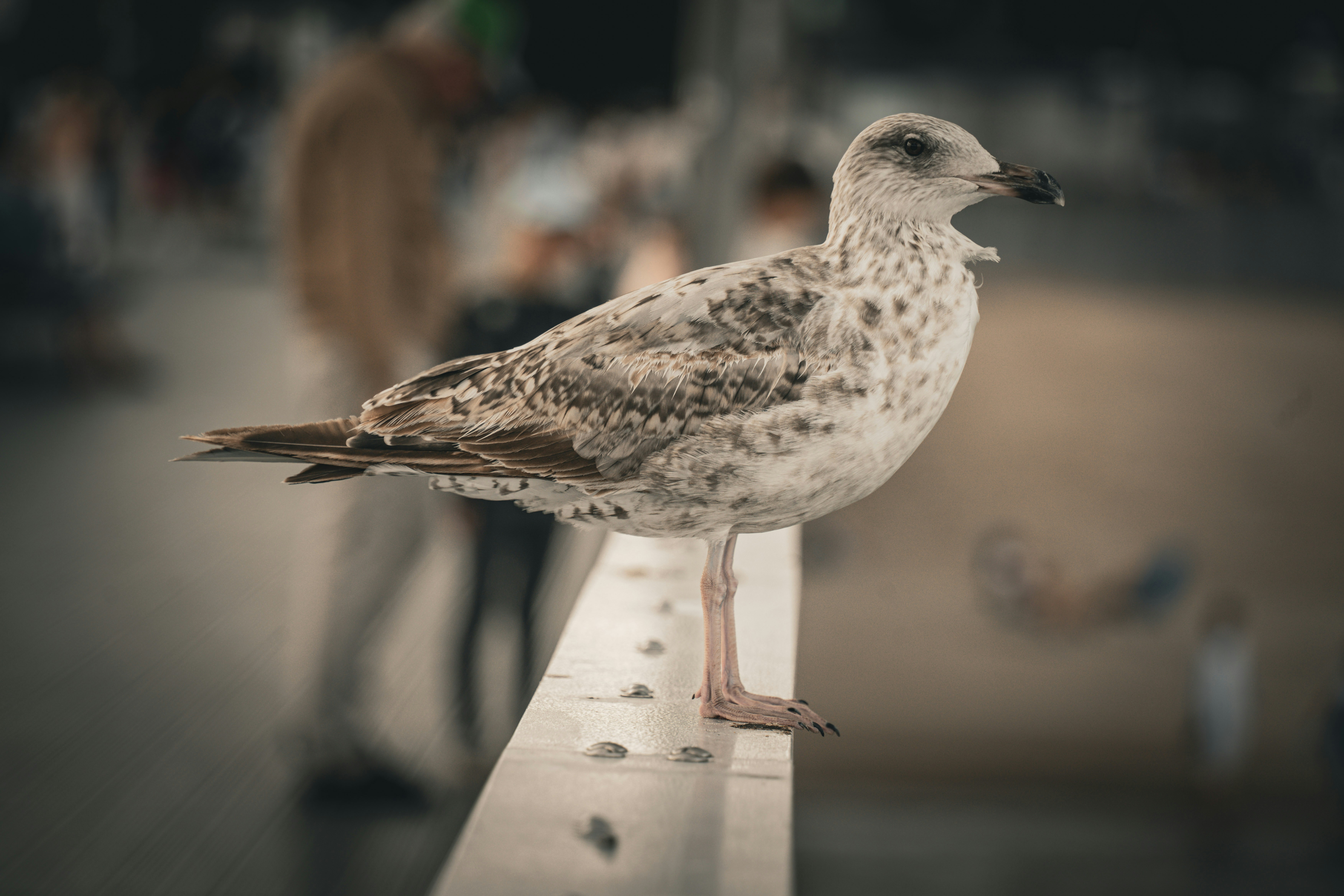 Perched Gull on a Weathered Railing