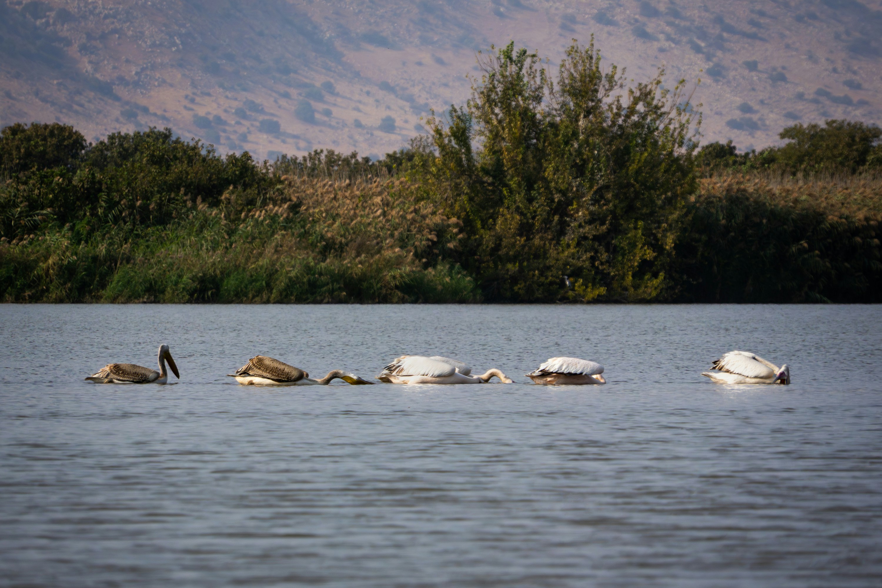 A Serene Row: Five Pelicans Glide Across Quiet Waters