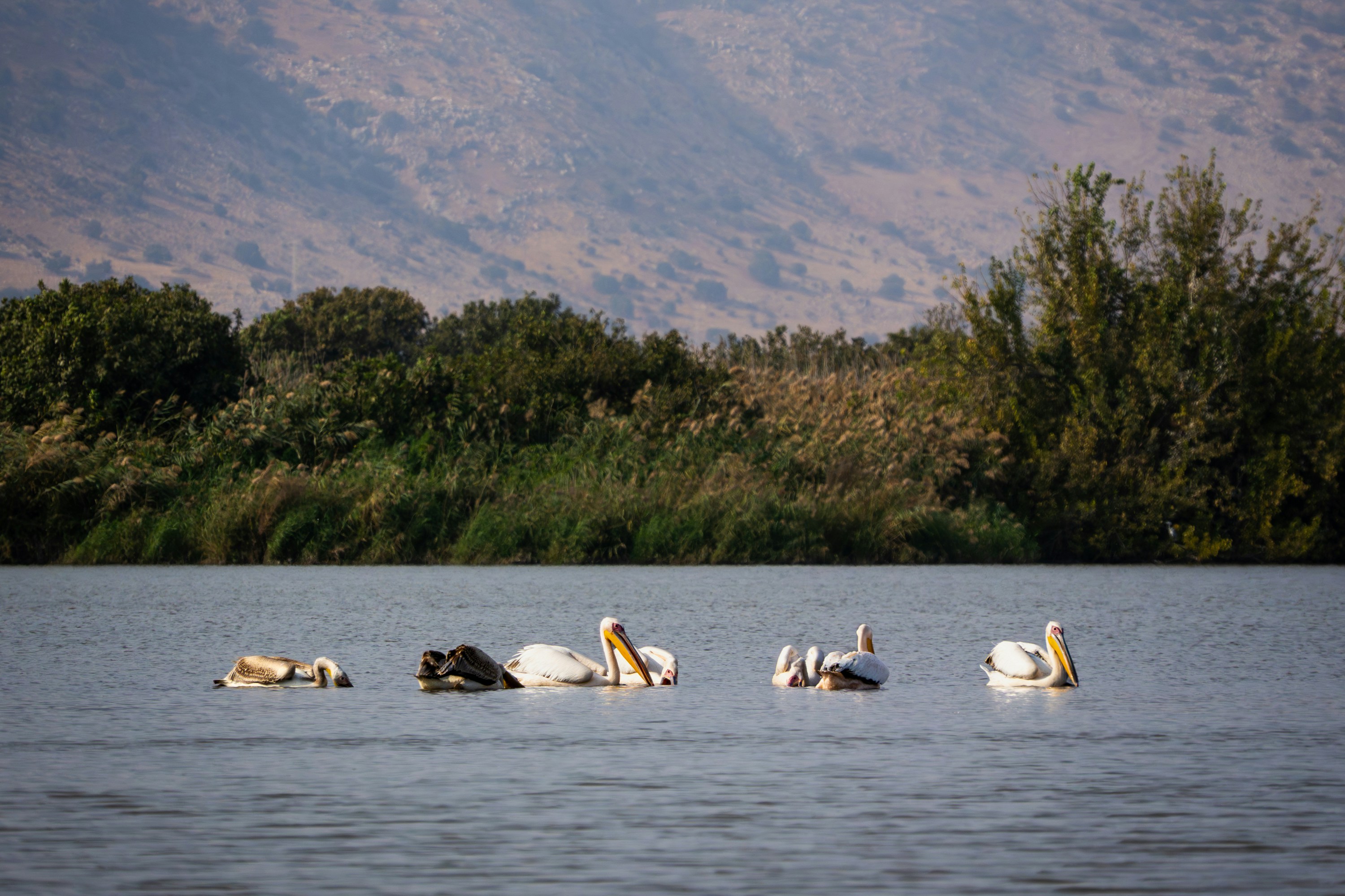 Five Pelicans on a Glassy Lake Under Quiet Hills