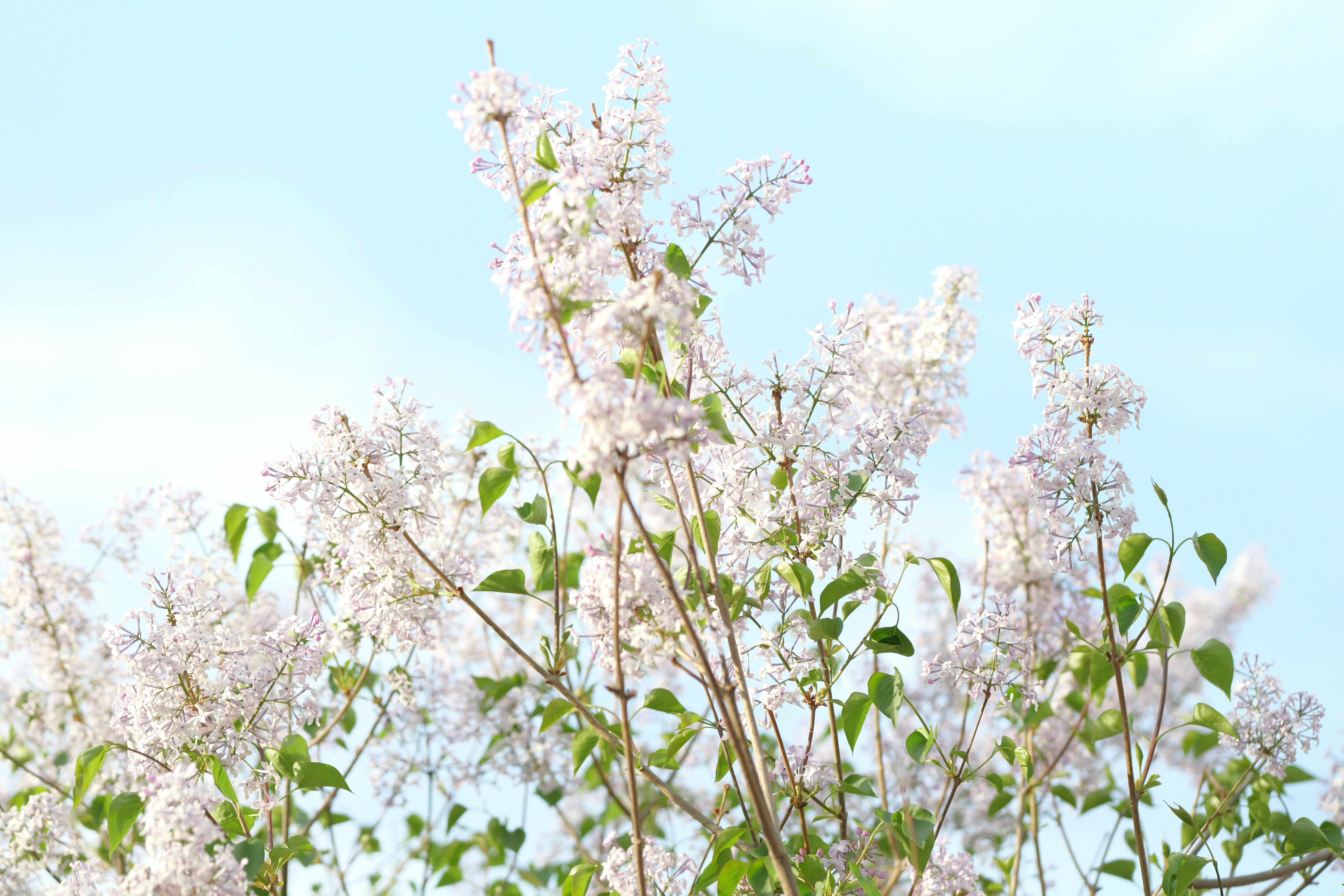Blossoms in the Morning Light