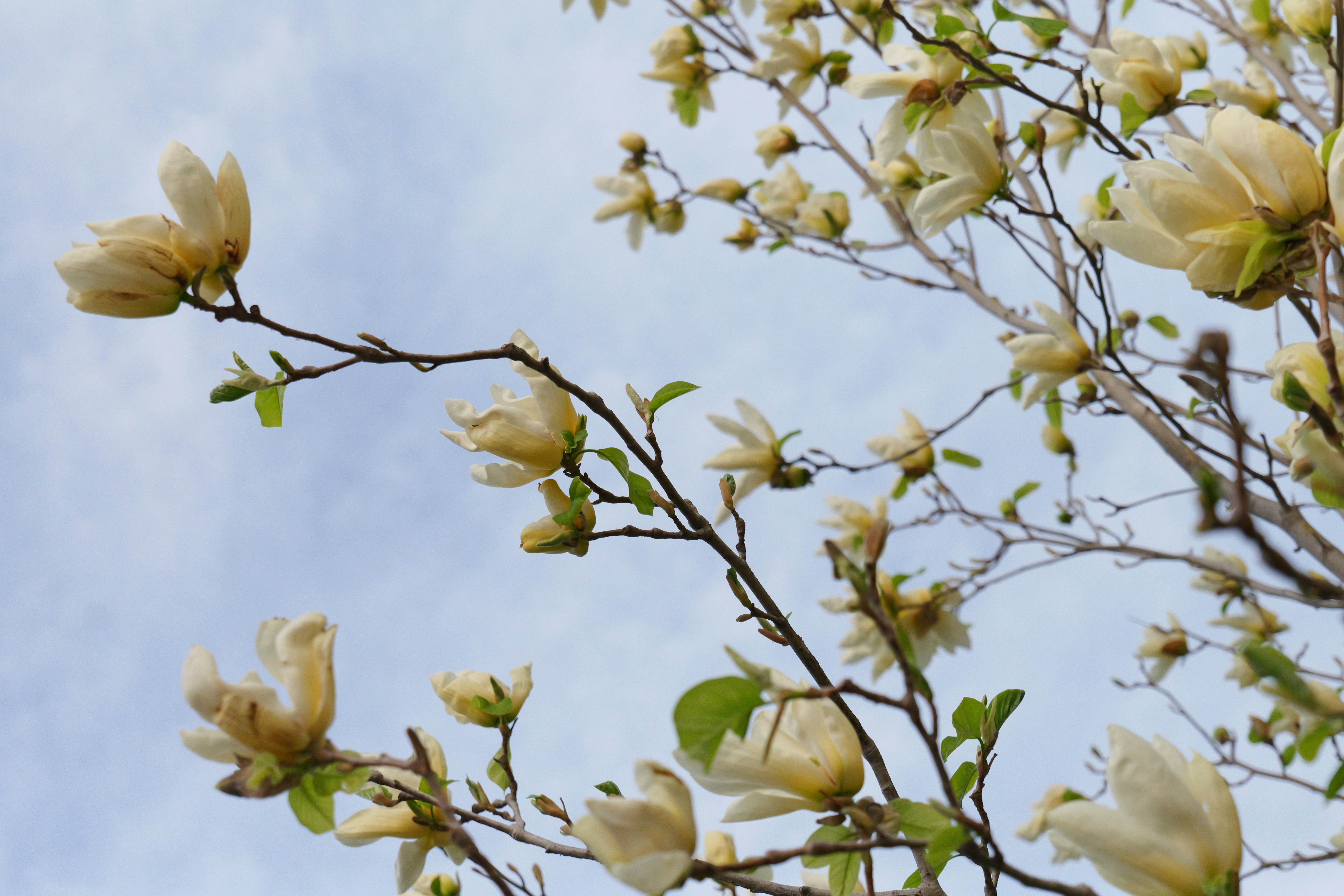 Branches in Bloom: Creamy Magnolias against a Clear Sky