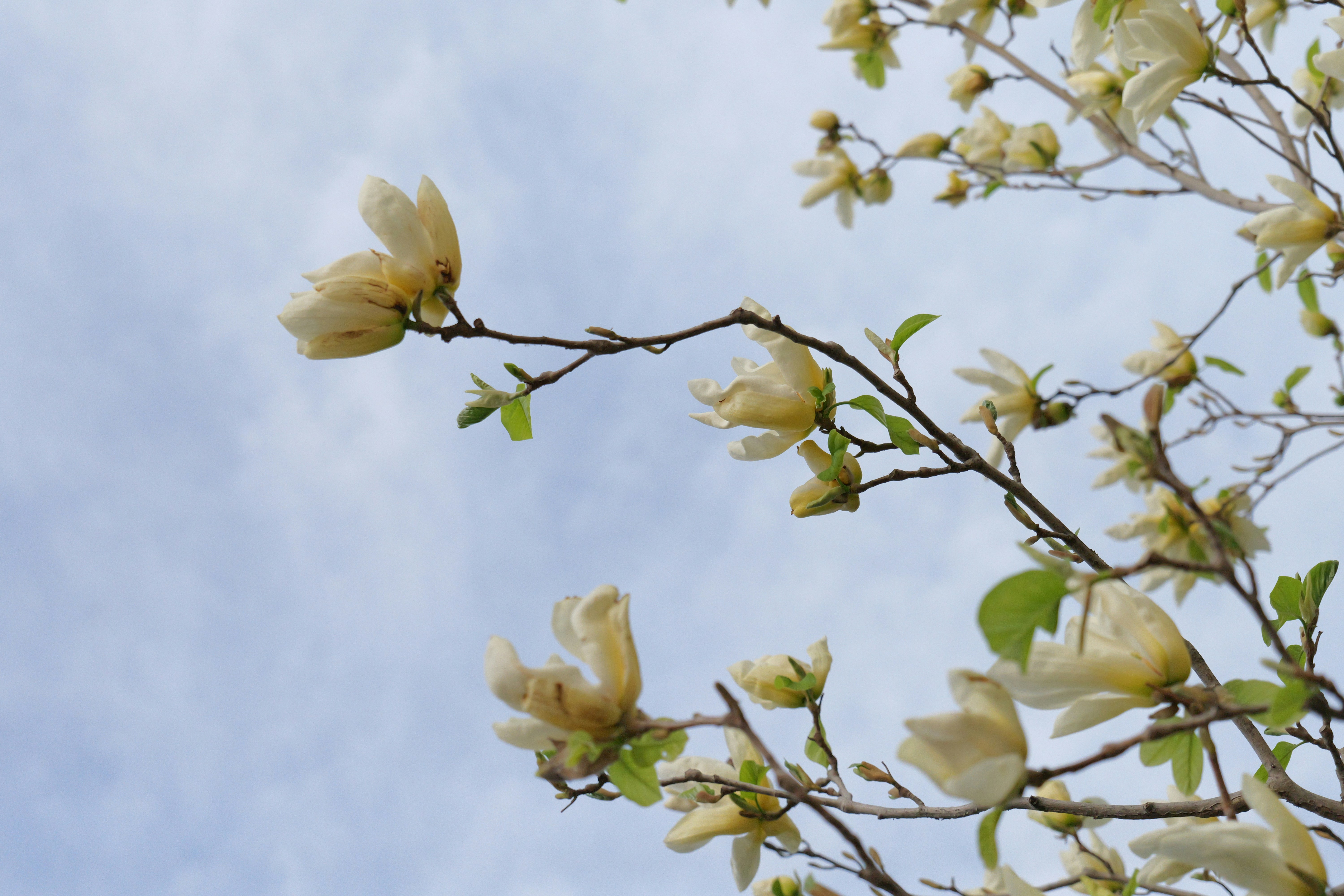 Branching Bloom Against a Clear Sky