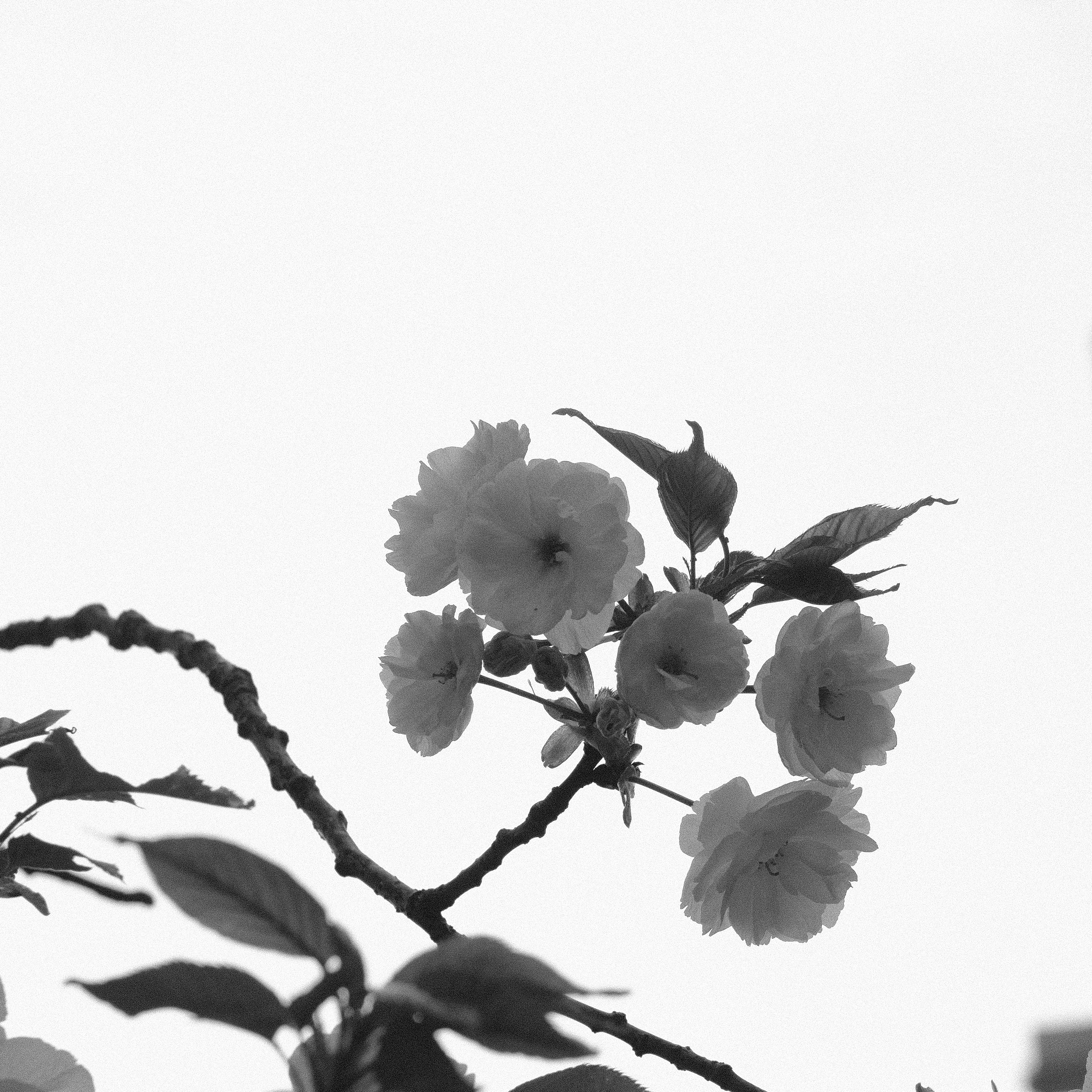 Blossoms in Profile: A High-Contrast Silhouette Study