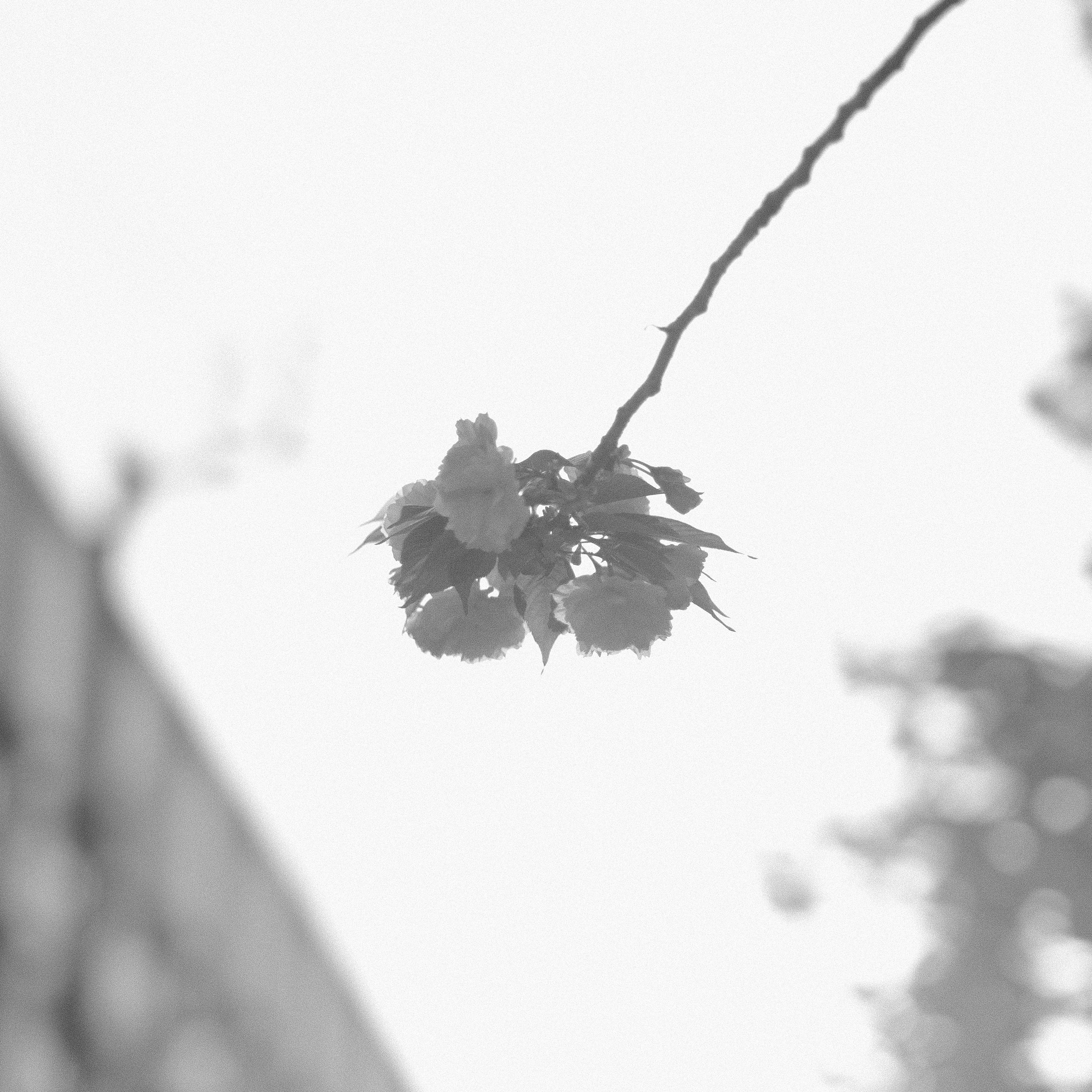 Dangling BlossomCluster Against High Key Sky
