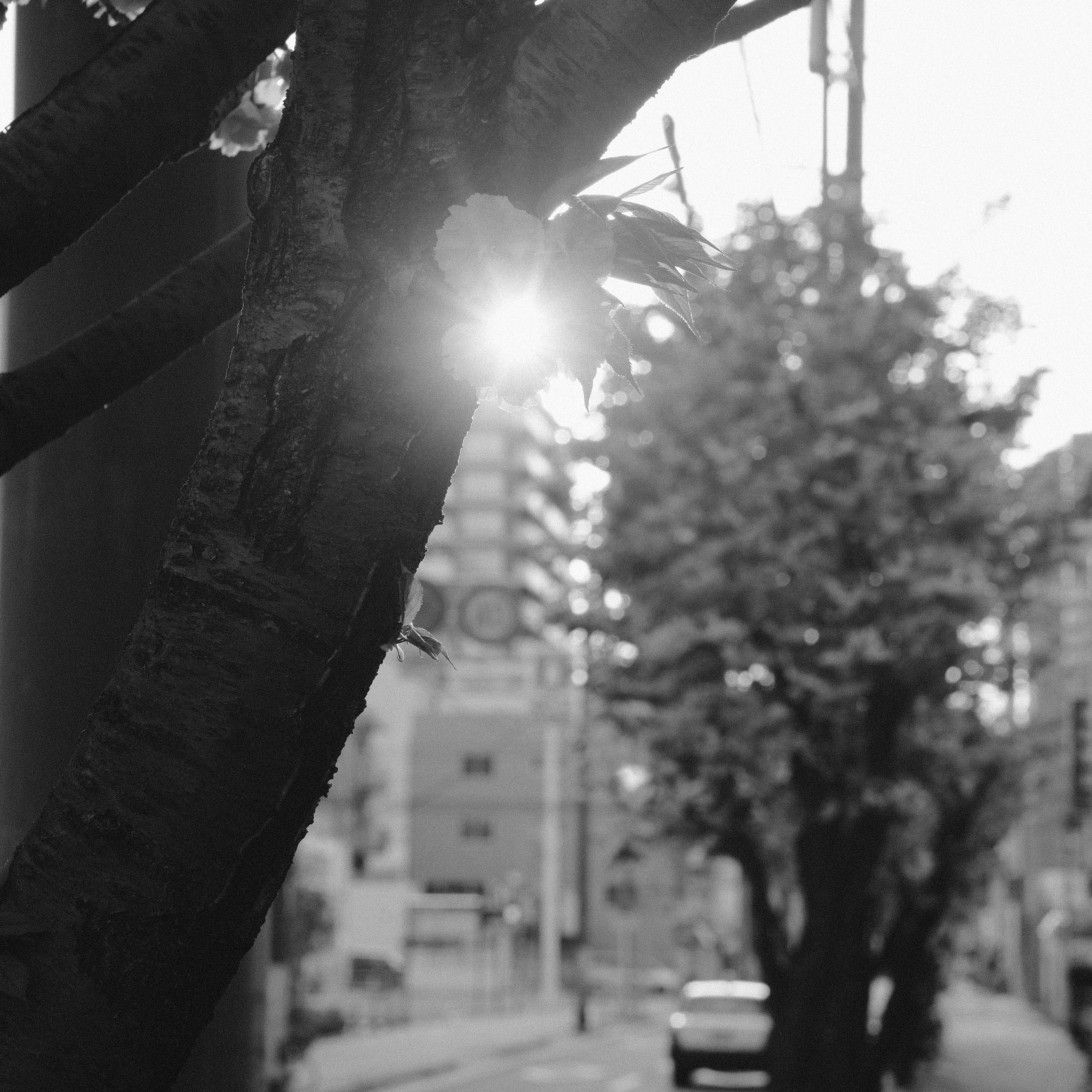 Sunlit Ax on a Quiet Street: Monochrome Moment