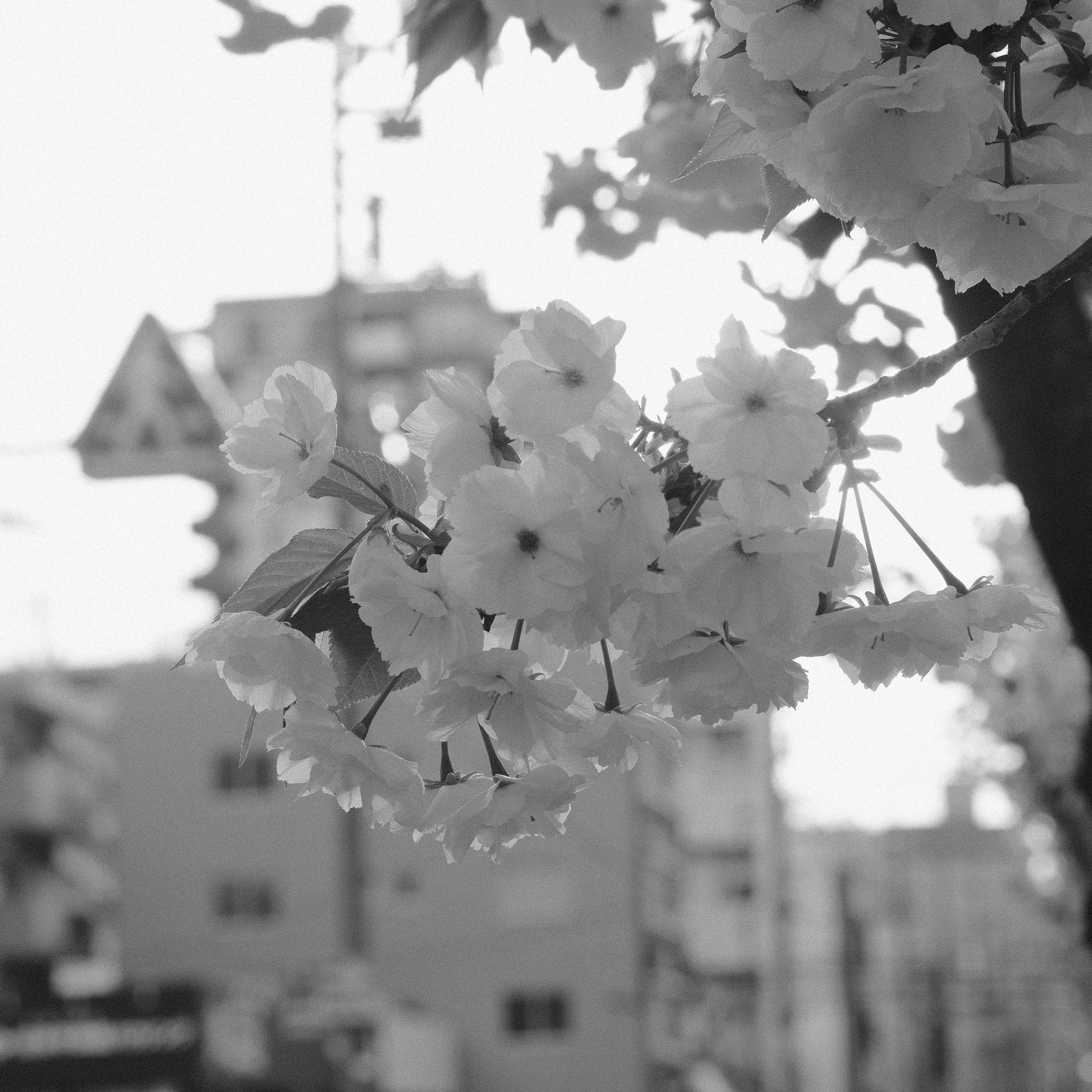 Blooming in the Urban Gray: Cherry Clusters Against City Silhouette