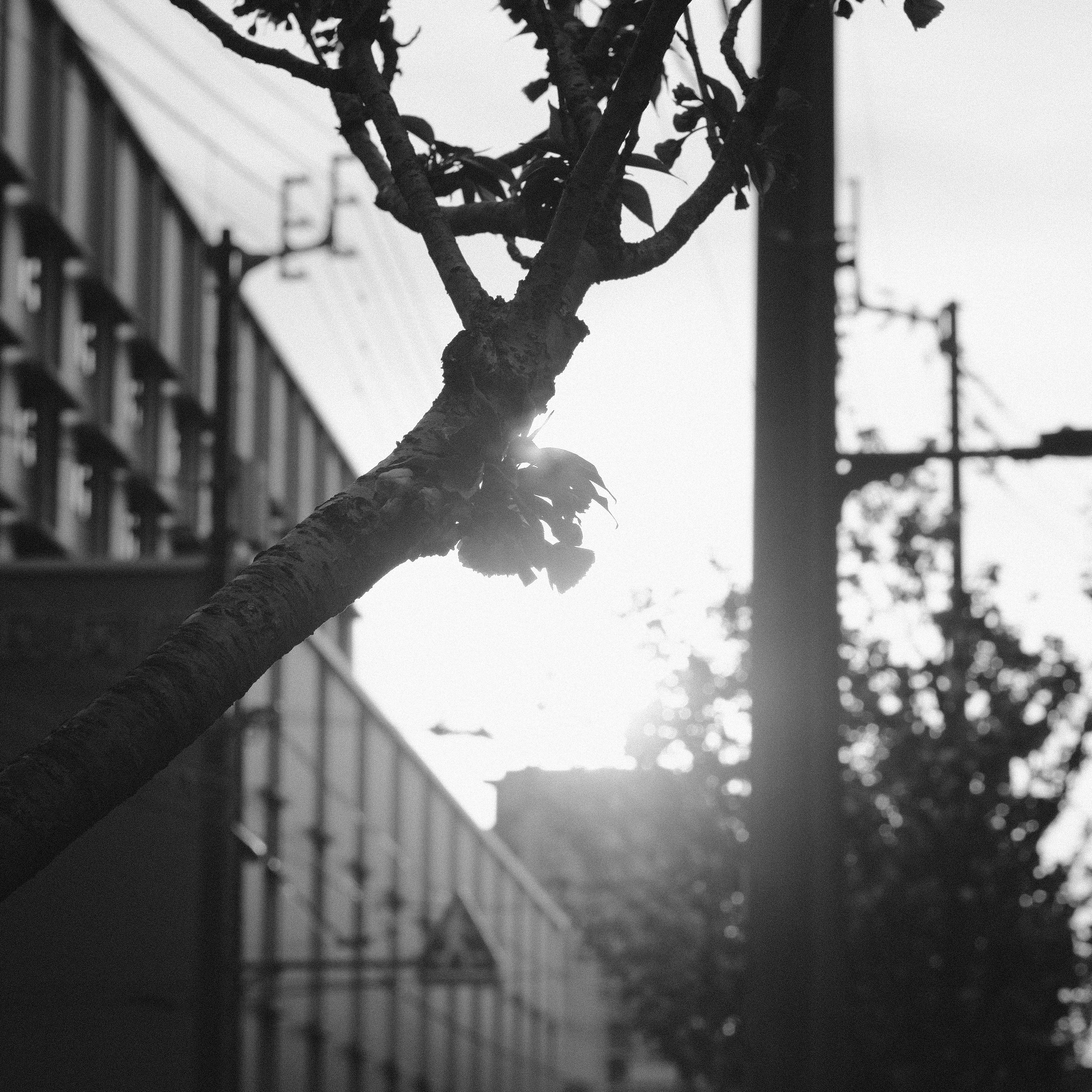 Sunlit Branch Slice in an Urban Portrait