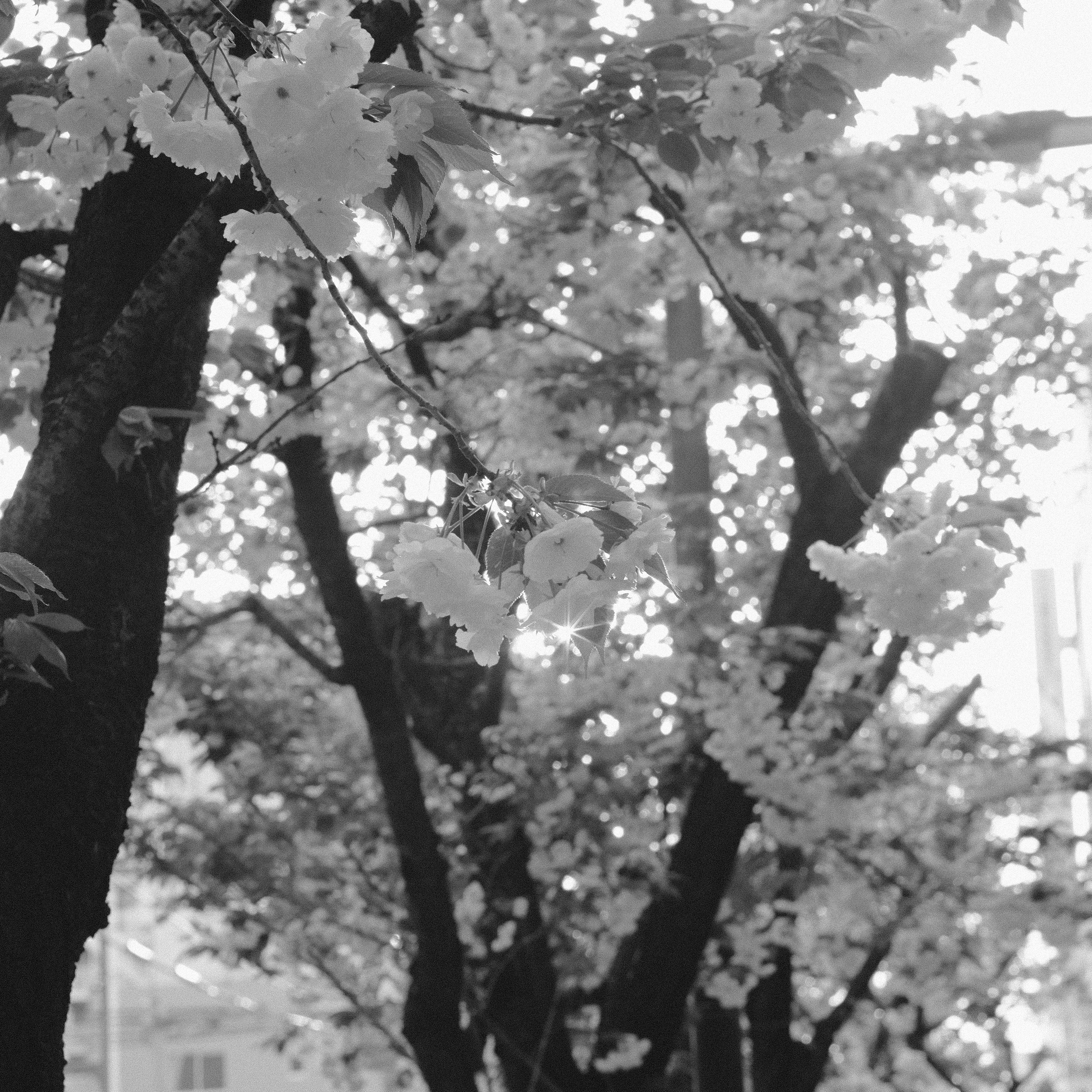 Sunlit Sakura: Quiet Burst Through the Canopy