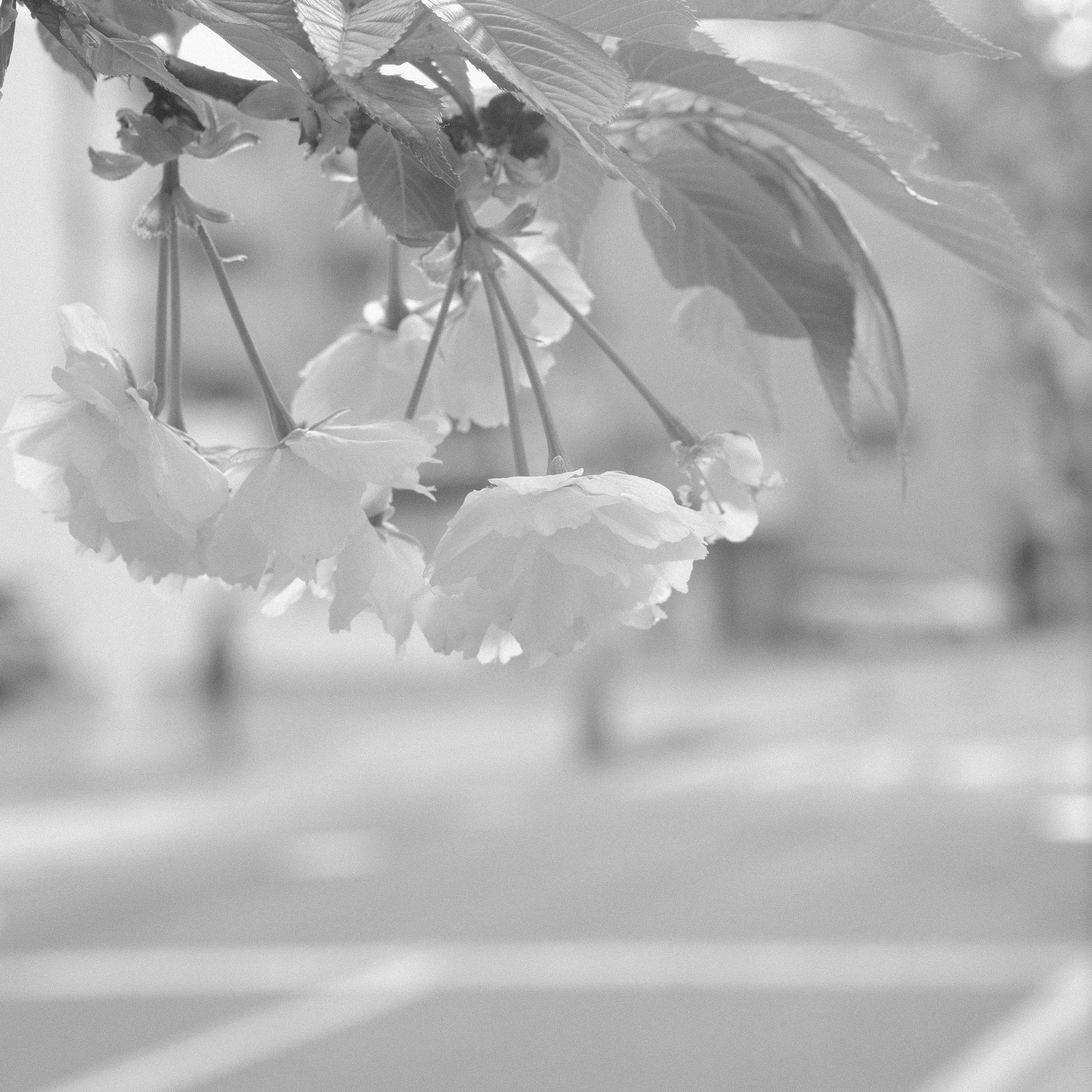 Hanging blossoms with a quiet urban backdrop