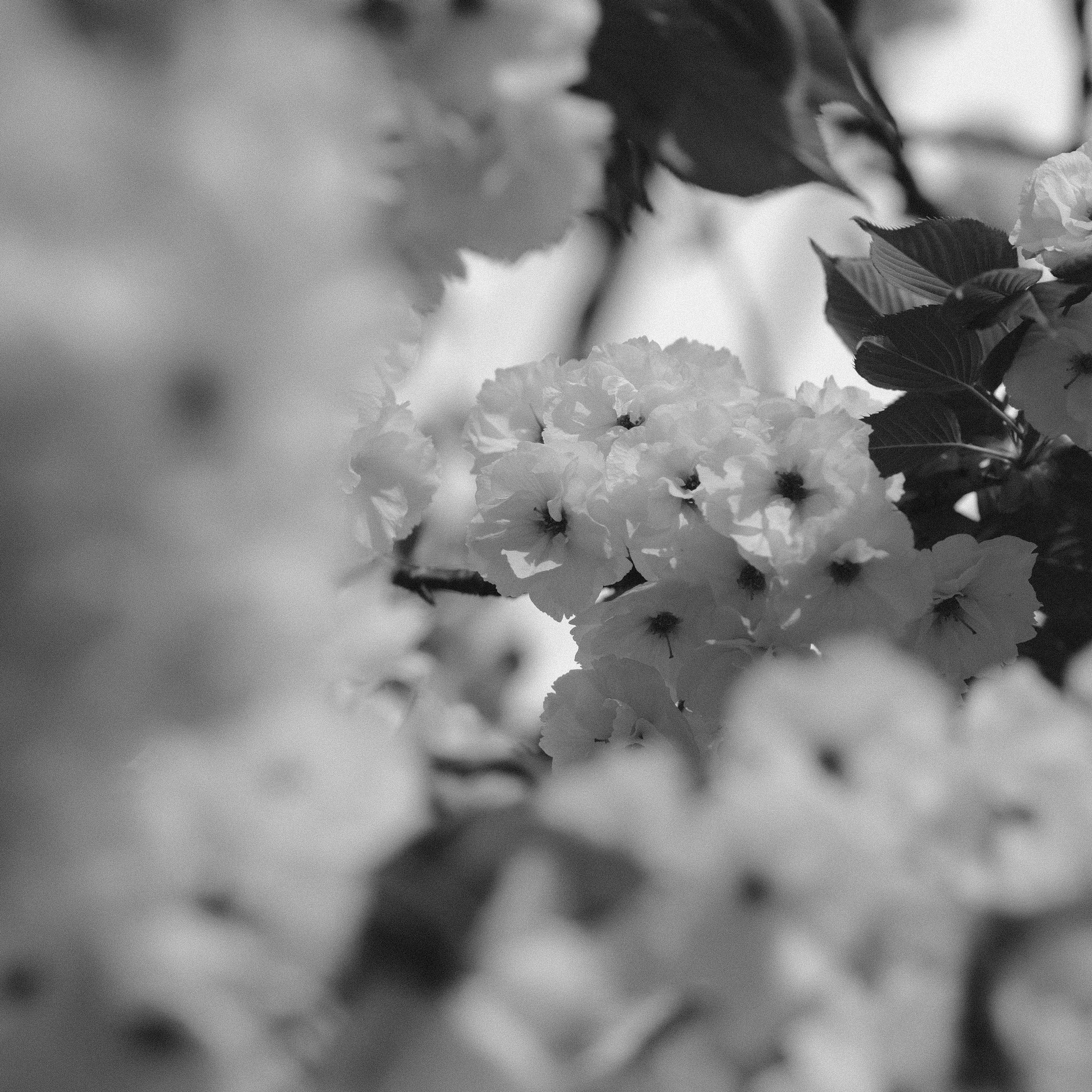 Soft grayscale bloom framed by blurred foreground