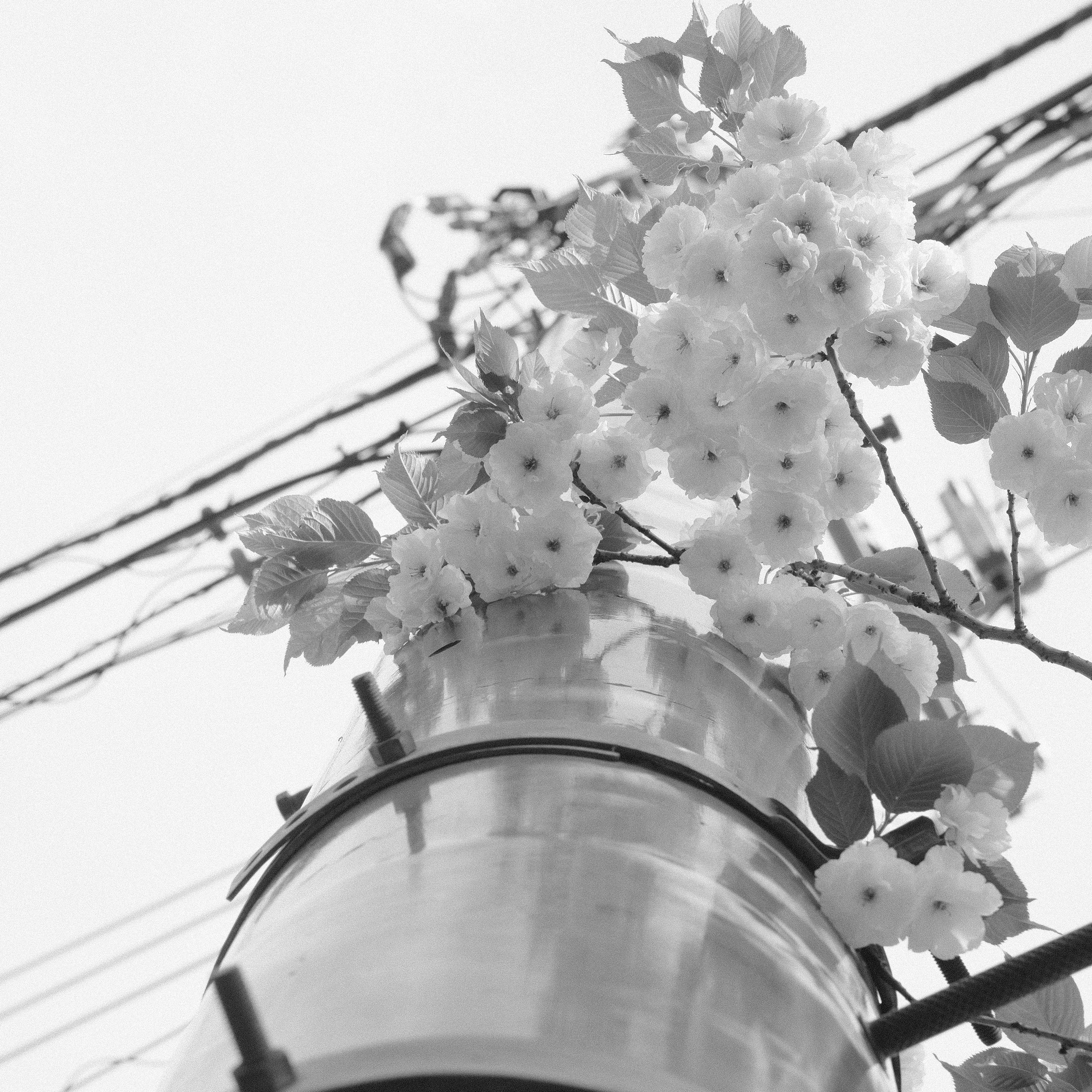 Blossoms in a Lantern Arc