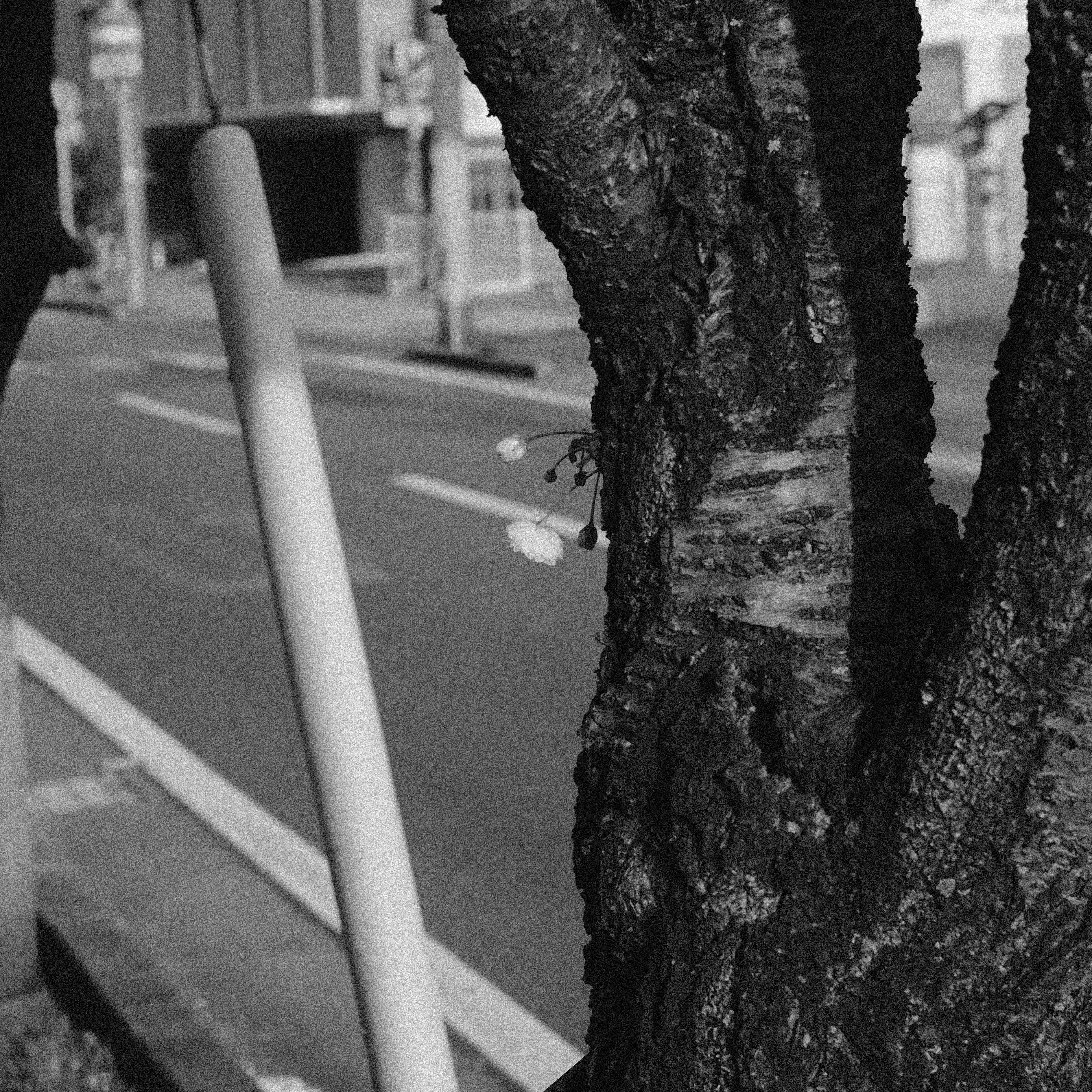 Street Tree in Quiet Monochrome: A Slender Pole and Barked Trunk