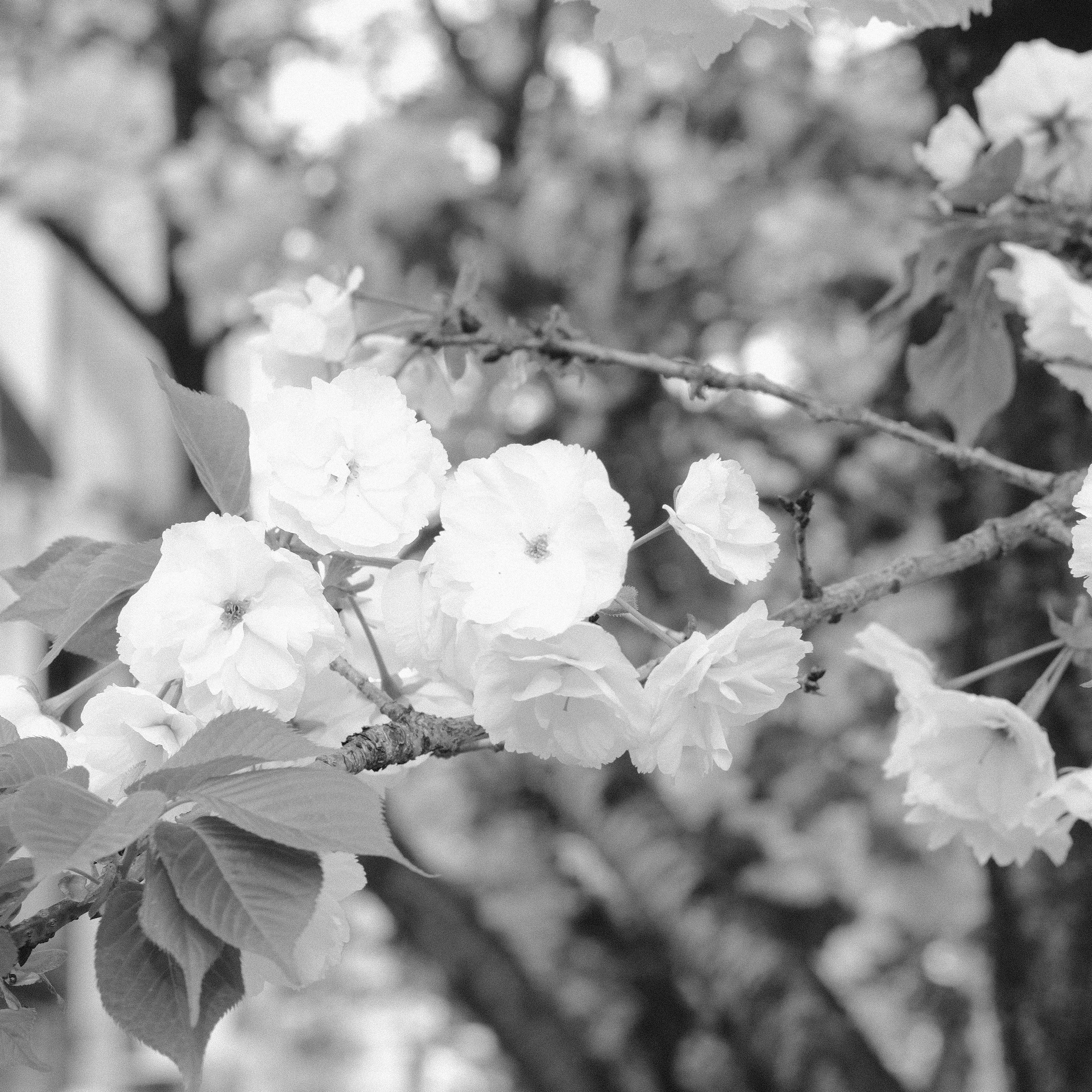 Petaled Quietude: Blooming on a Moonlit Branch