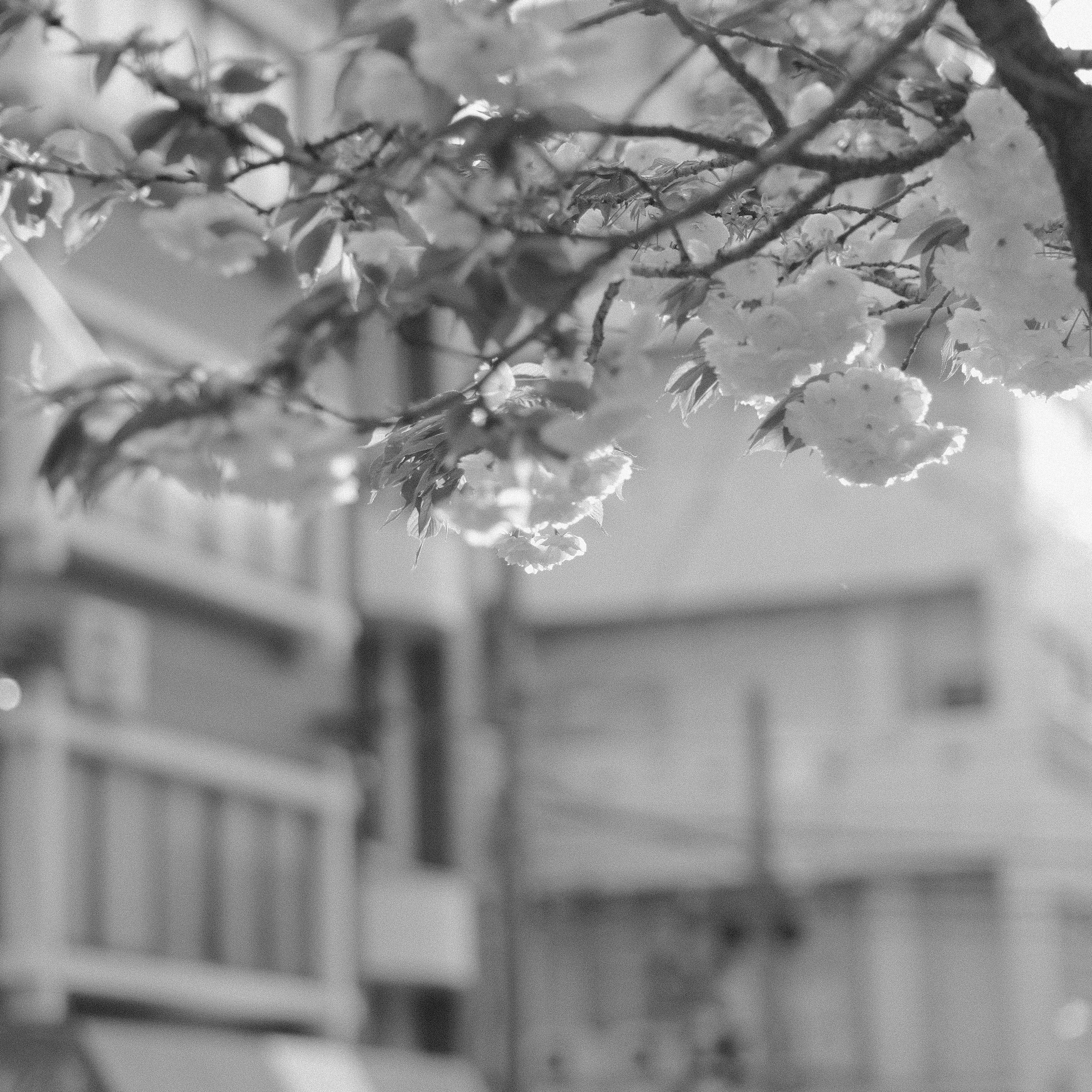 Blossoms Above the Quiet Street