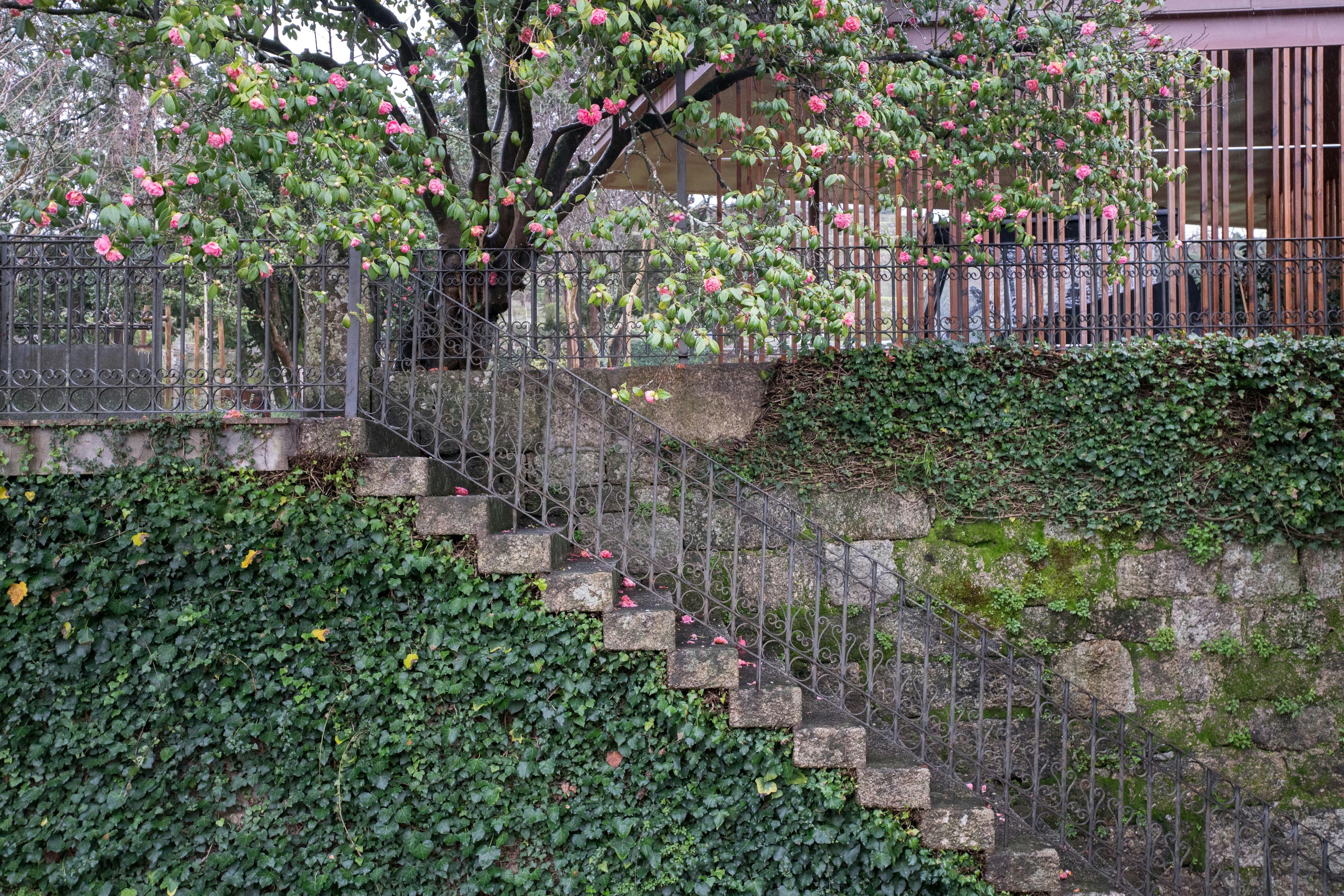 Staircase through ivy to a balcony garden