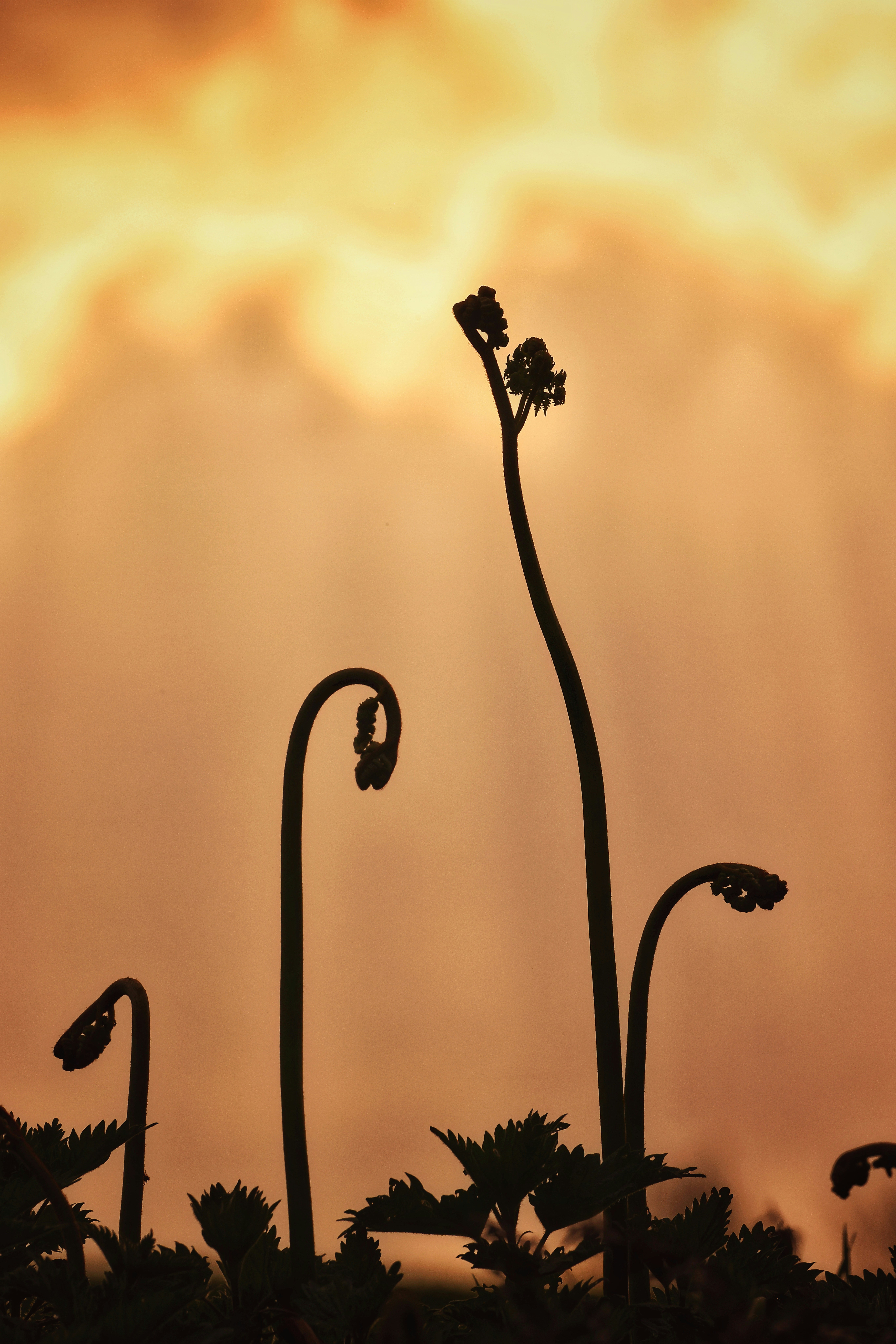 Silhouetted Whispers: Curved Bloomstalks Against a Fiery Sky