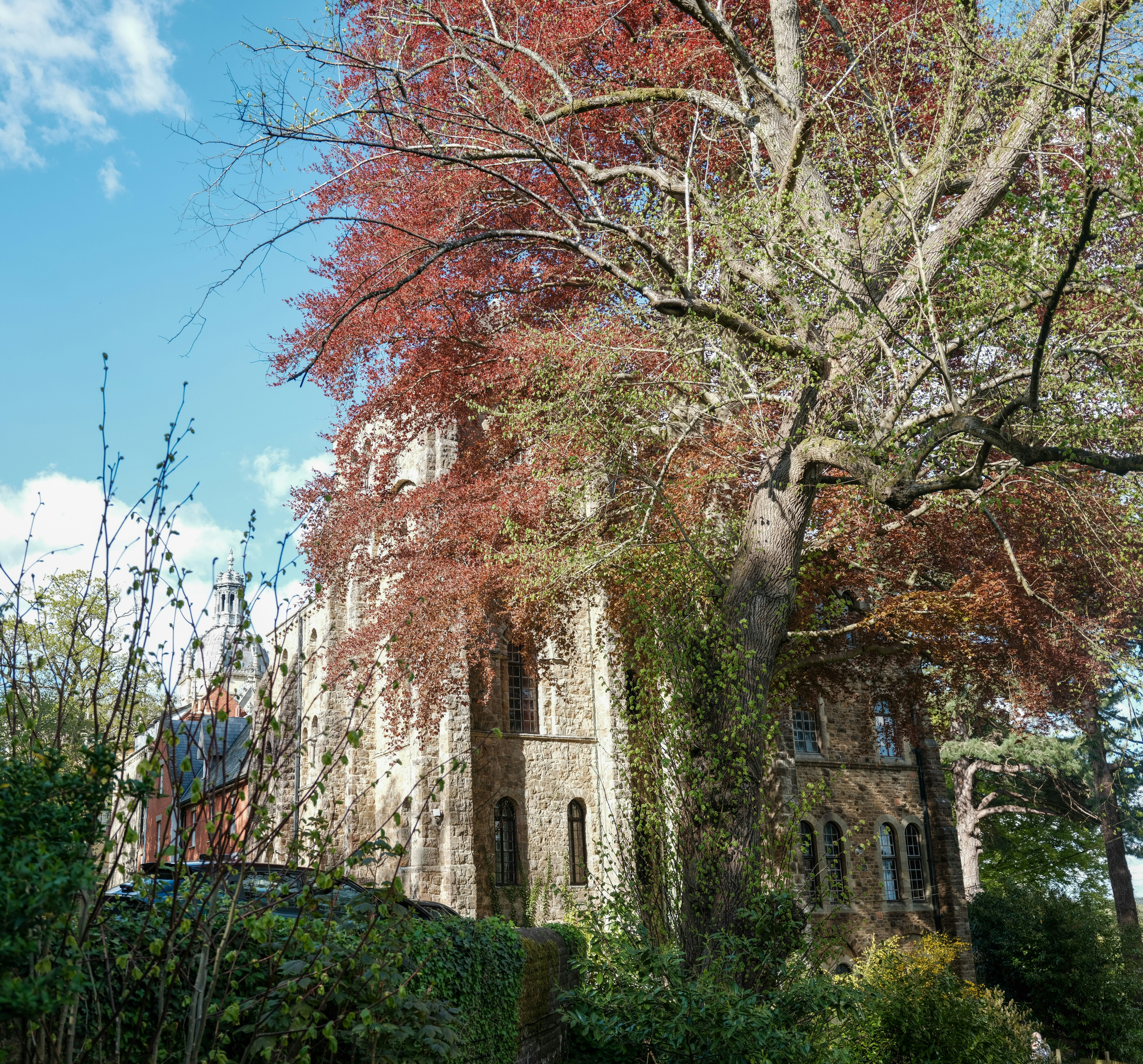 Ancient Gothic Facade Hidden by Spring Canopy