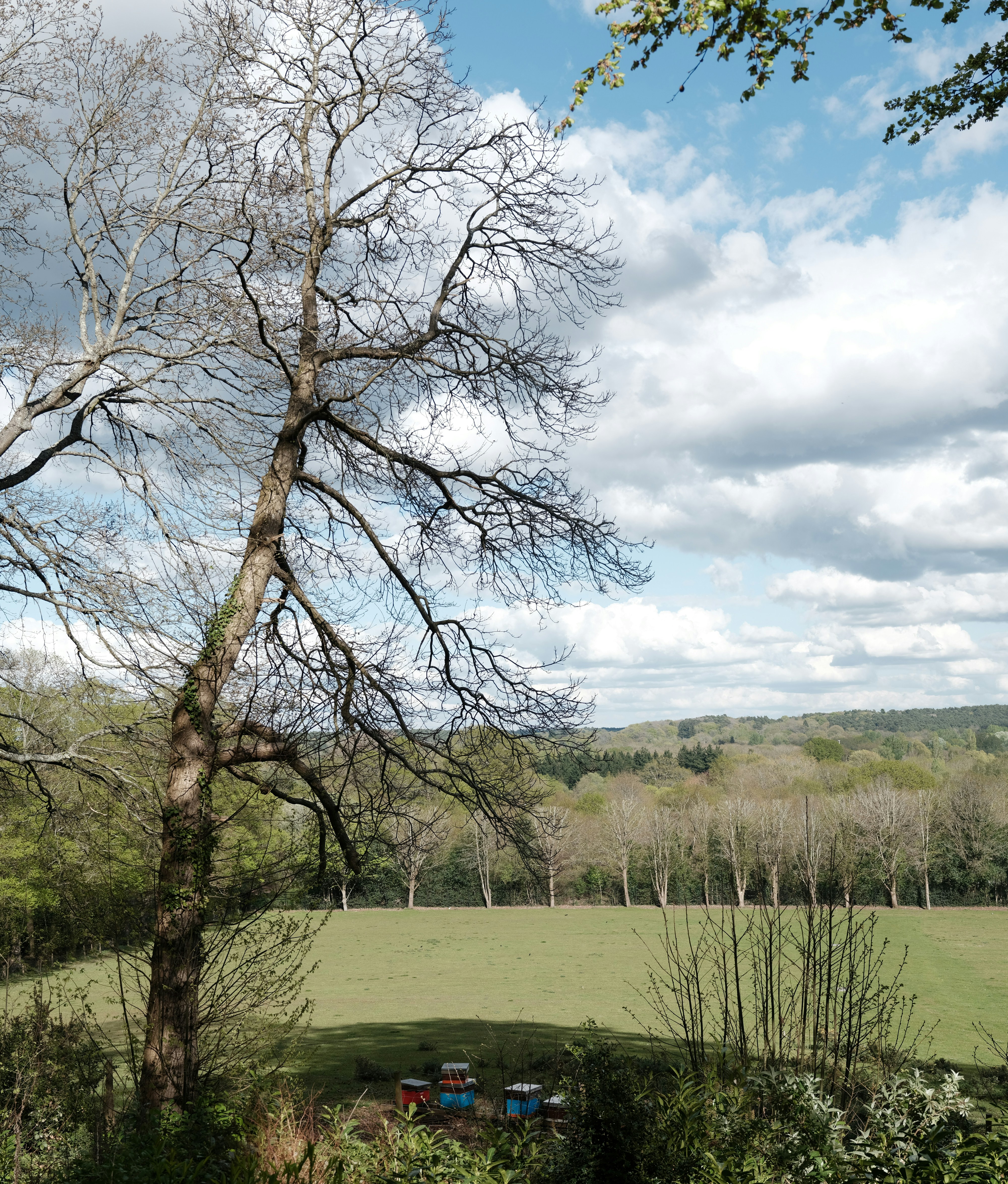 Lone Tree Reaching Toward a Bright Sky Over Spring Meadow