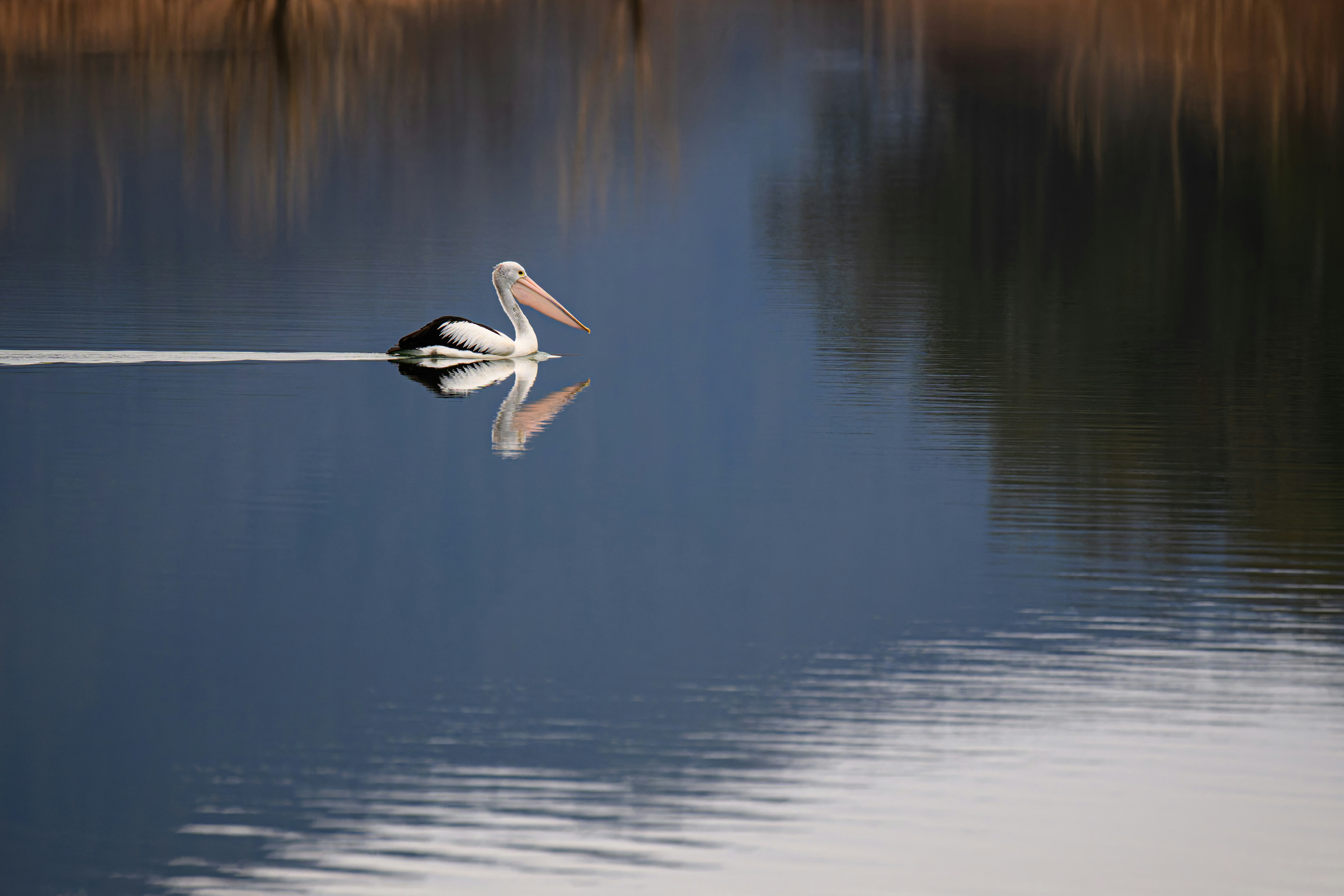 Low-slung Pelican Drift: A Sober Beacon on Glassy Water